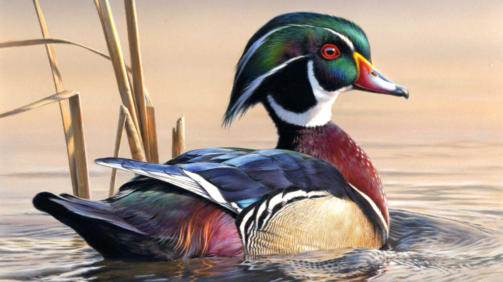 Duck Wallpapers (58 images) - WallpaperCat