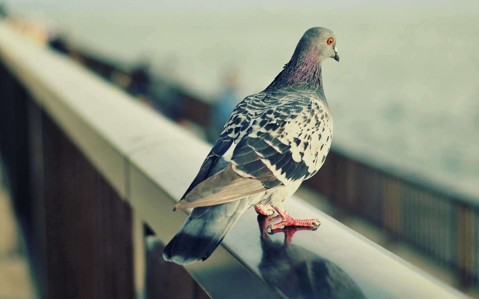 Pigeon Wallpapers (44 images) - WallpaperCat