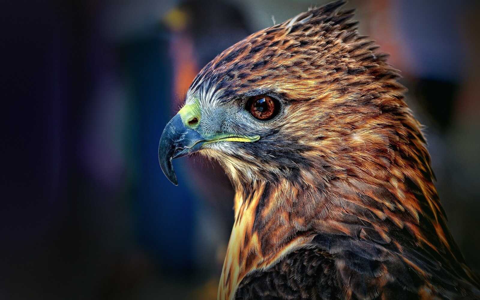 Hawk Wallpapers (46 images) - WallpaperCat