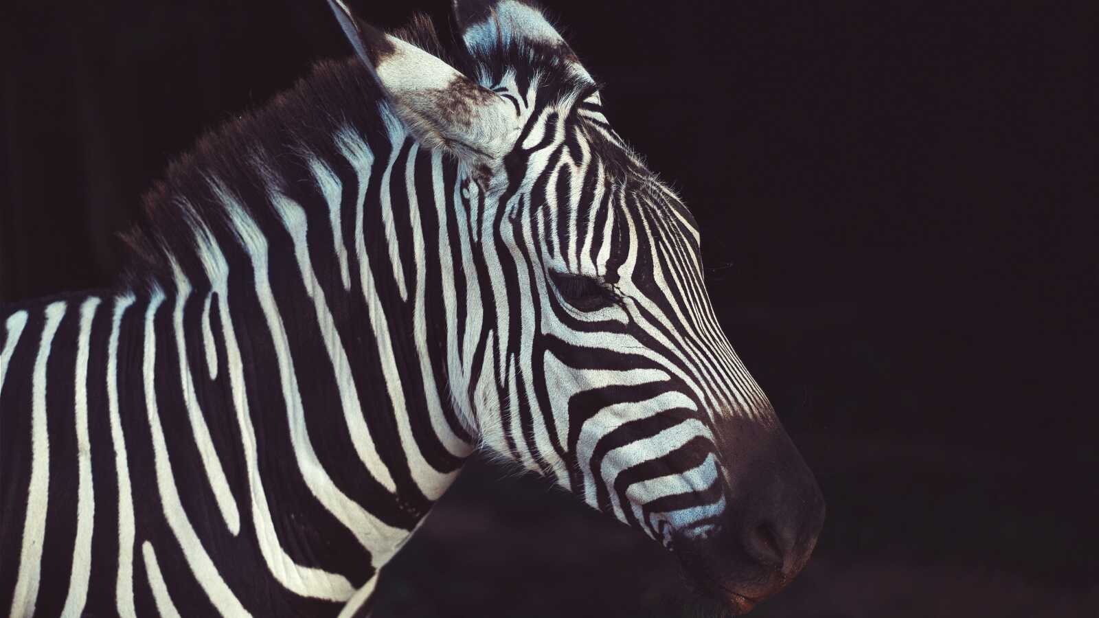 Zebra Wallpapers (48 images) - WallpaperCat