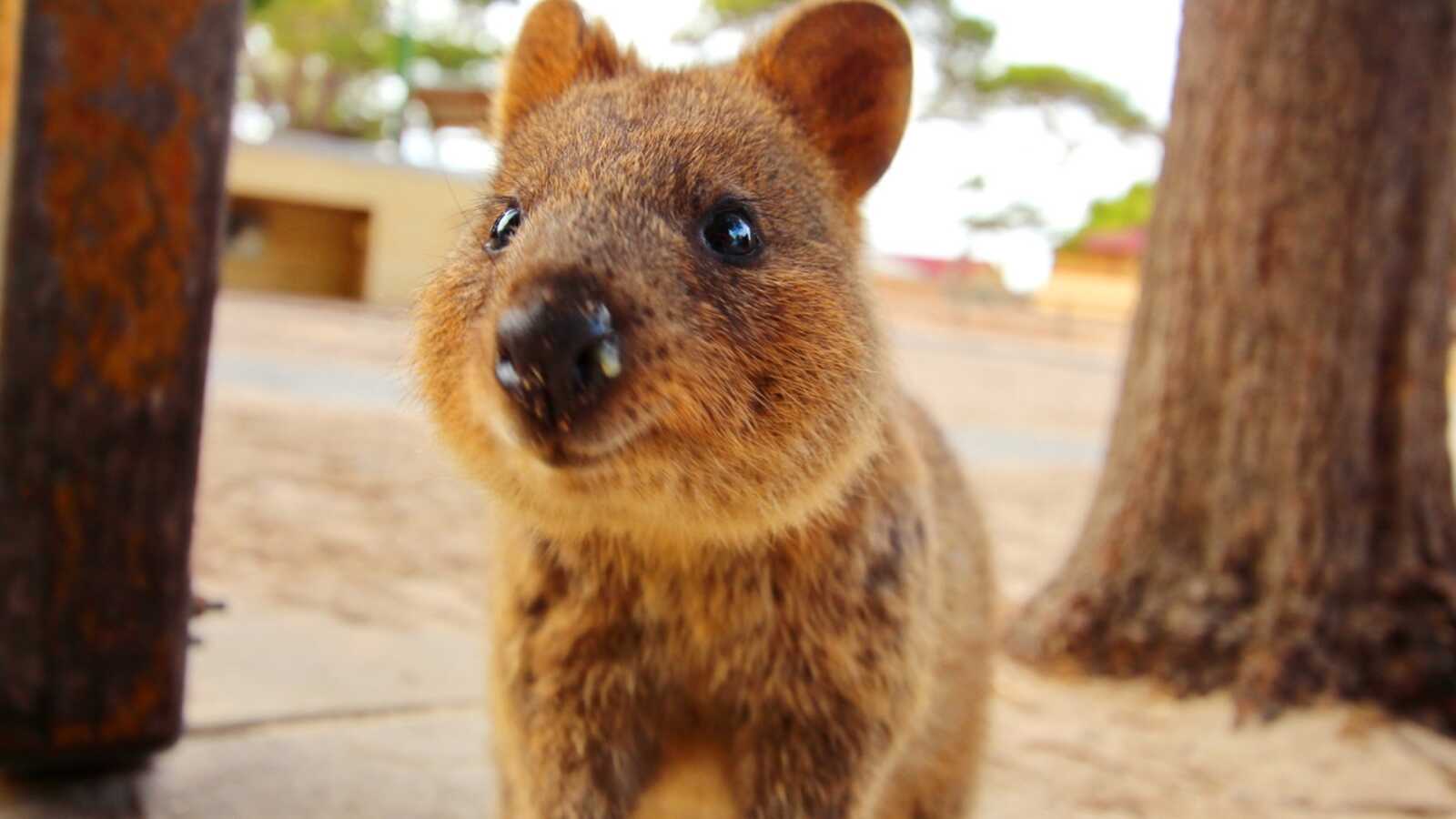 Quokka Wallpapers (29 images) - WallpaperCat
