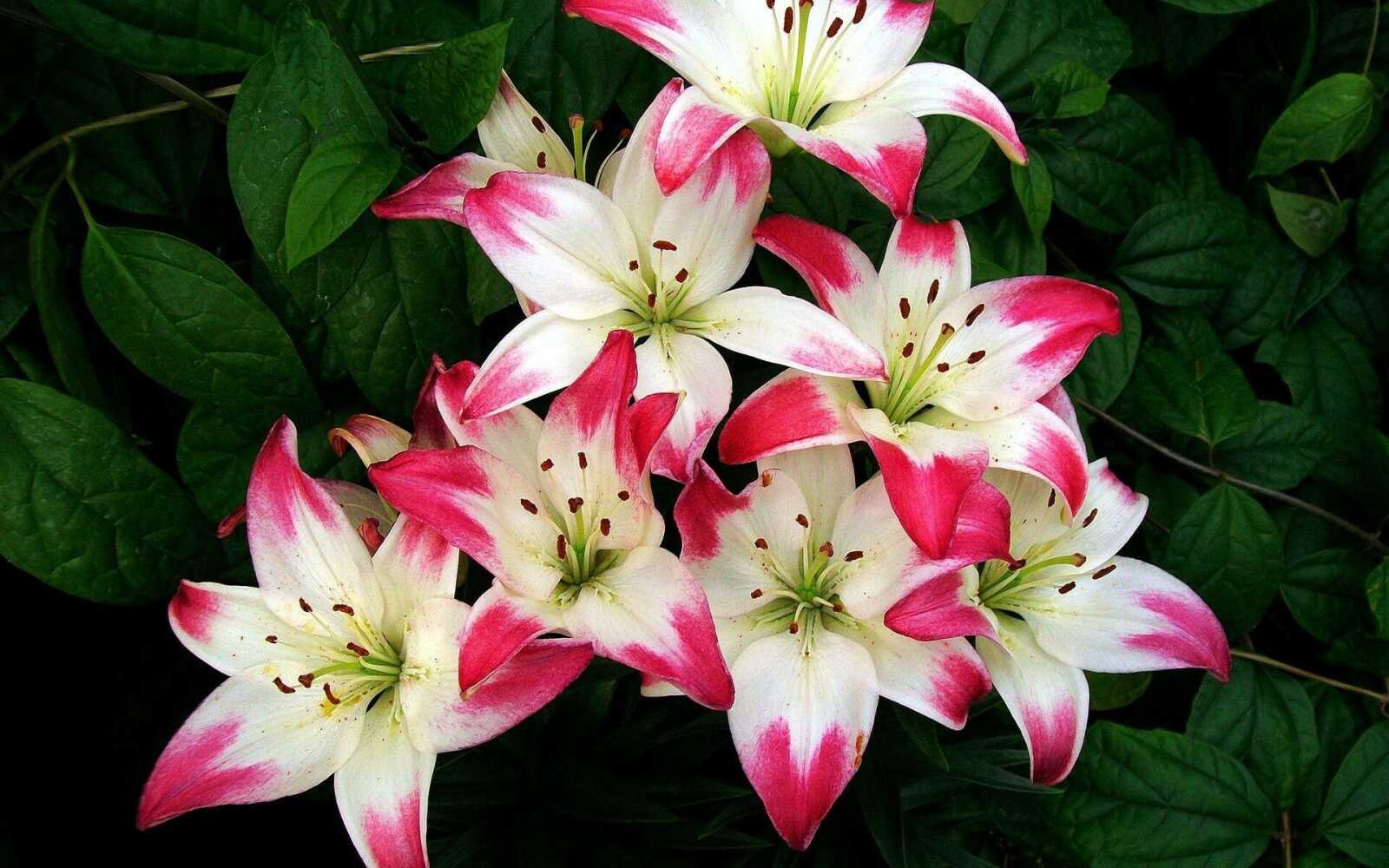 Lily Wallpapers (52 images) - WallpaperCat