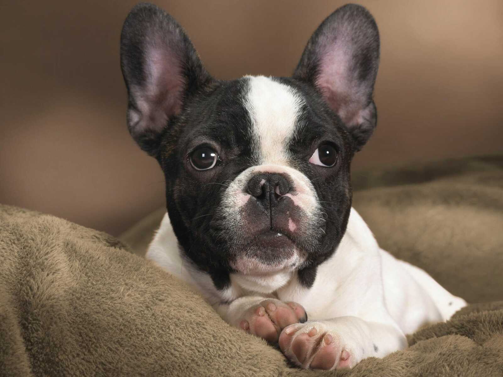 Bulldog Wallpapers (42 images) - WallpaperCat