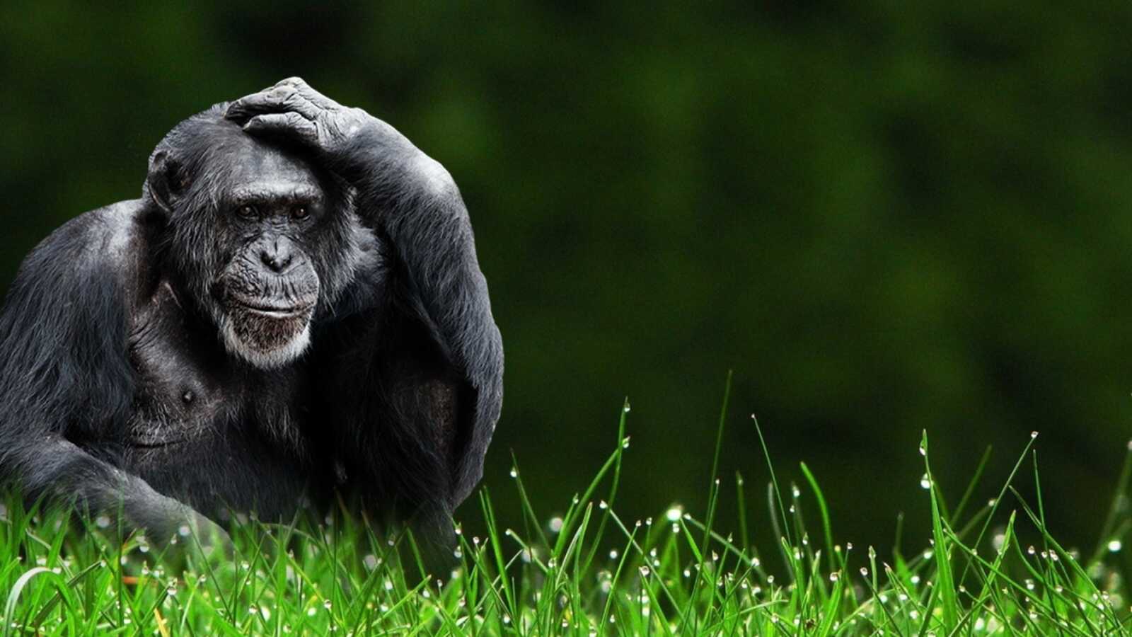 Monkey Wallpapers (60 images) - WallpaperCat