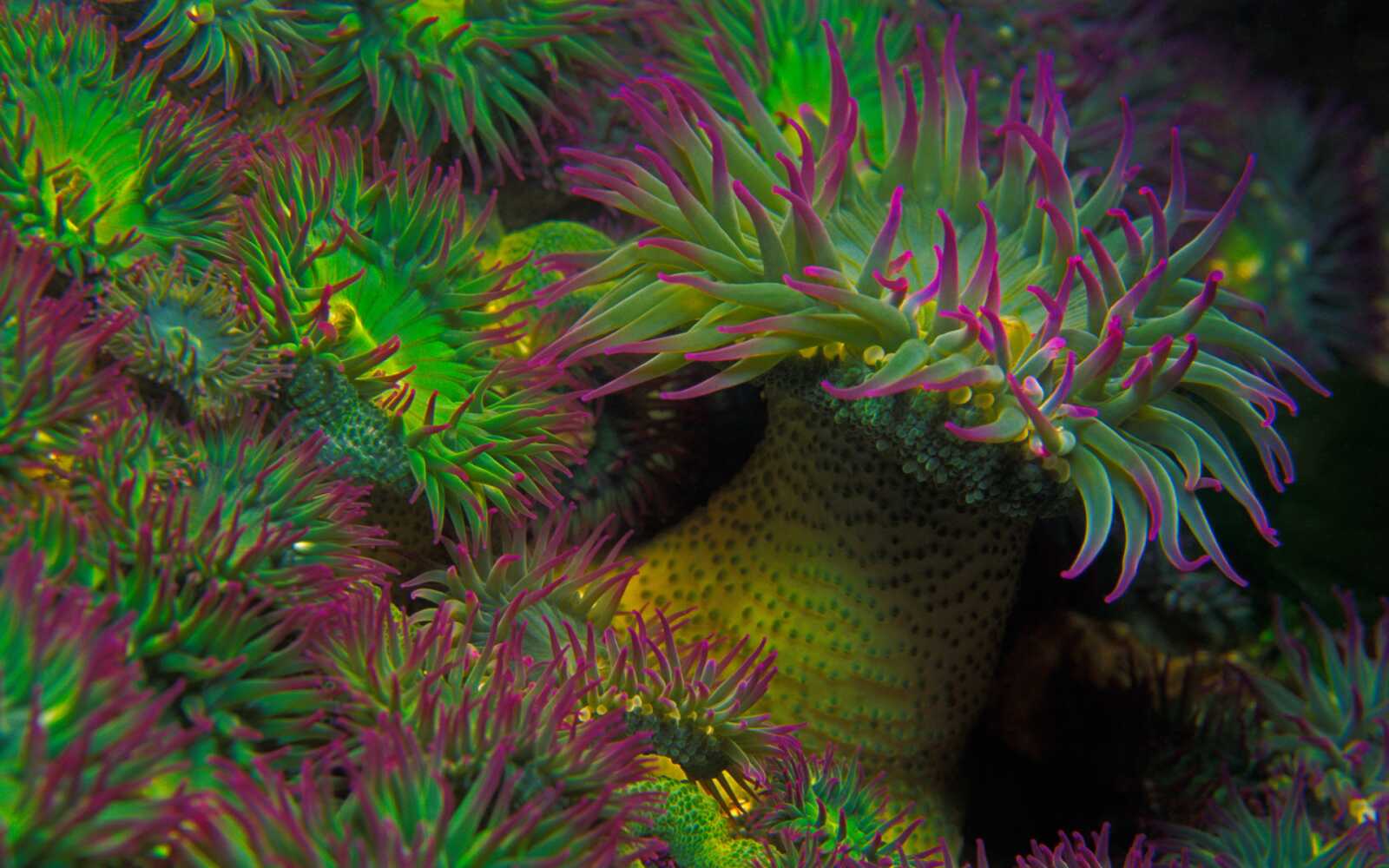Sea Anemone Wallpapers (47 images) - WallpaperCat