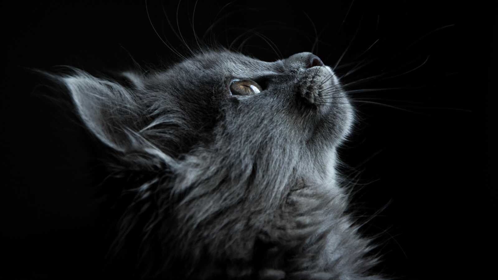 Cat Wallpapers (148 images) - WallpaperCat