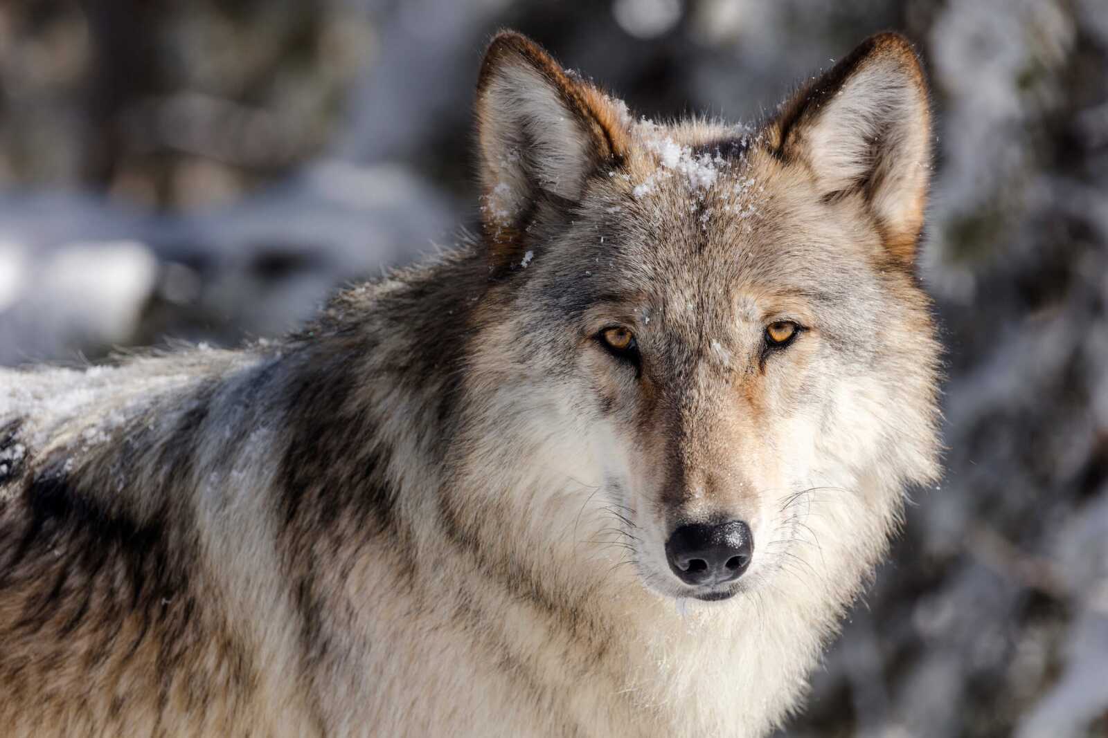 Gray Wolf Wallpapers (44 images) - WallpaperCat