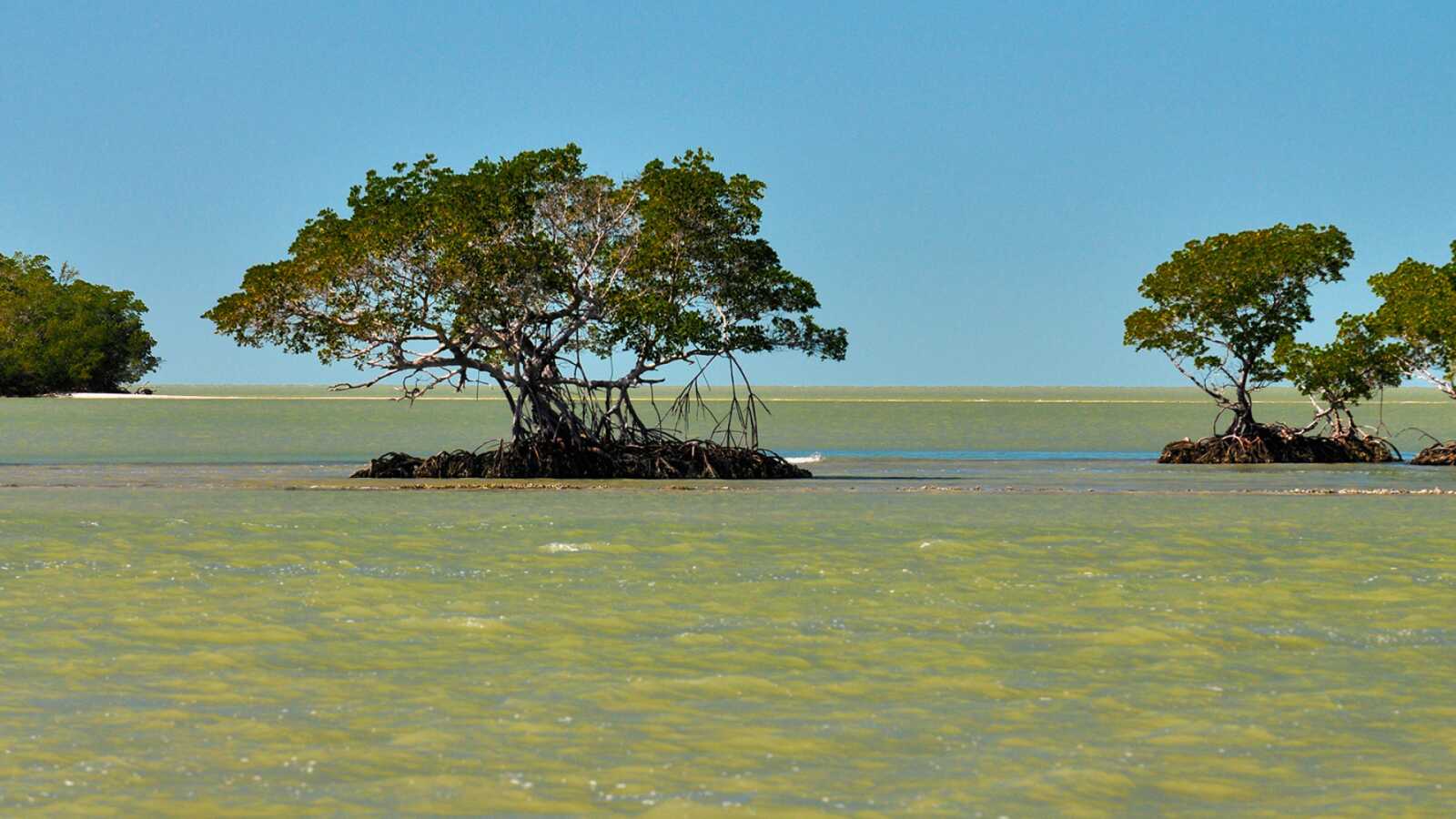 Everglades National Park Wallpapers (51 images) - WallpaperCat