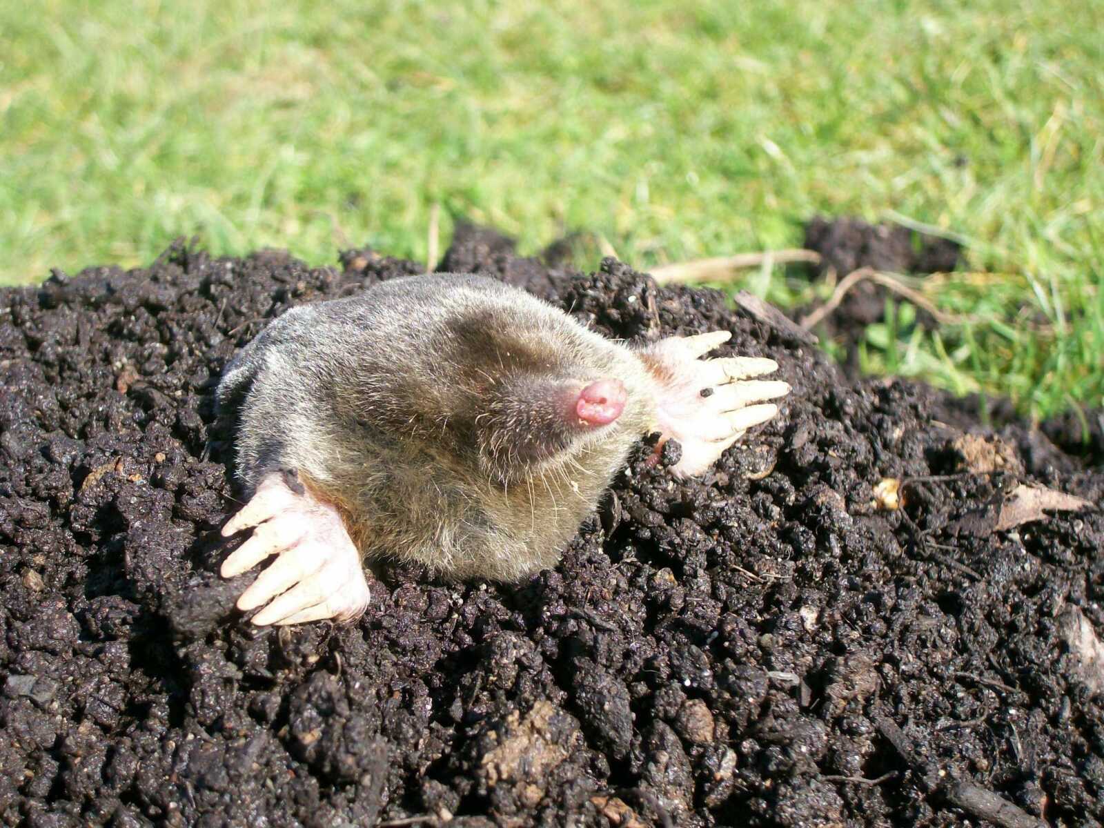 Mole Wallpapers (23 images) - WallpaperCat
