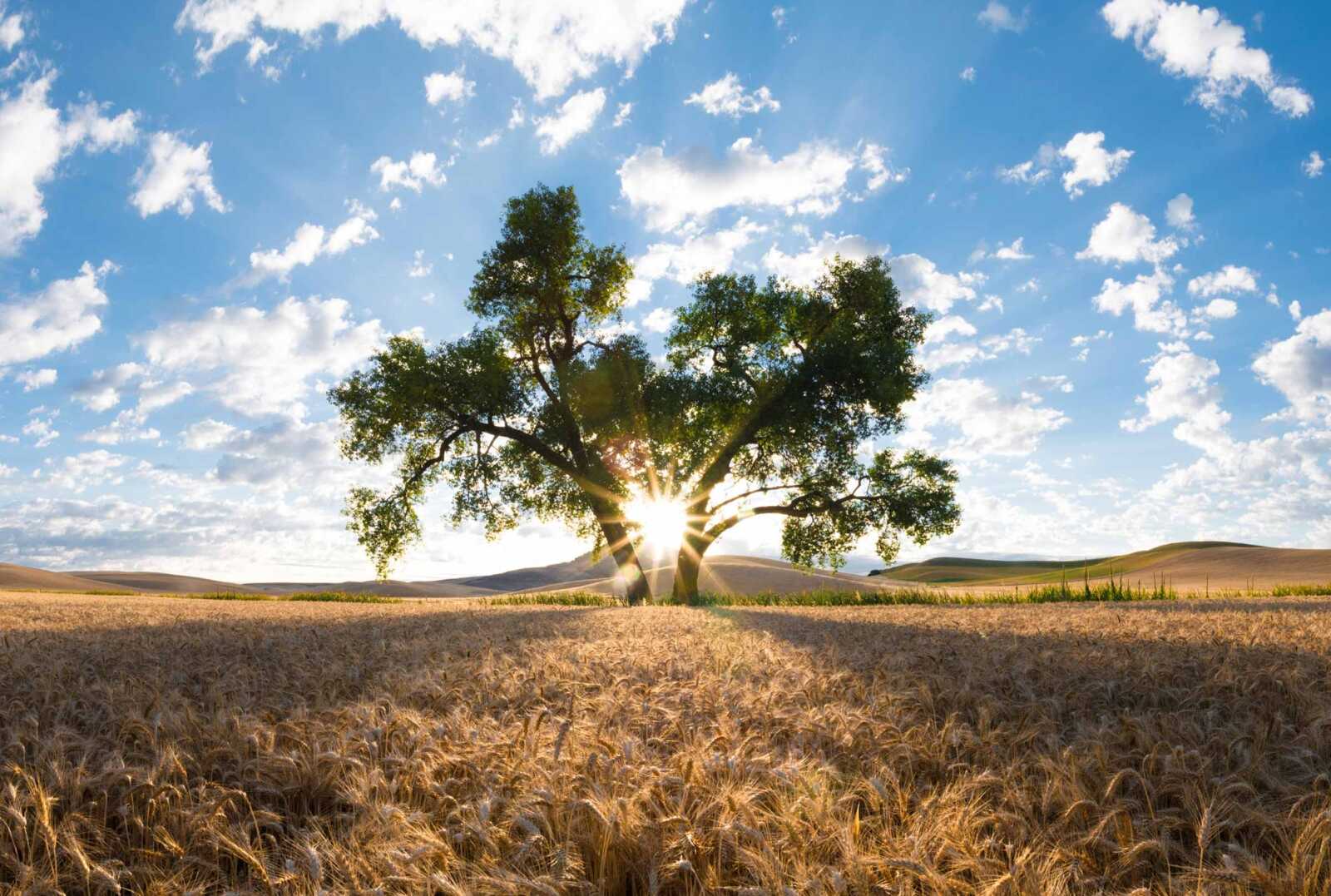 Oak Tree Wallpapers (58 images) - WallpaperCat