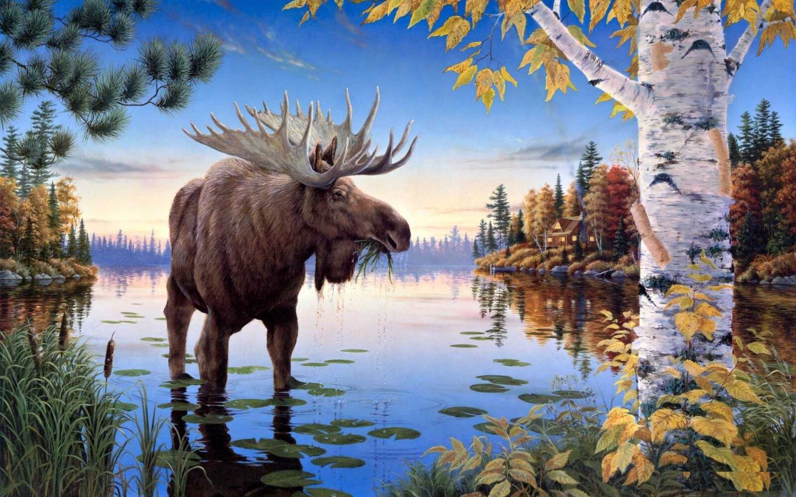 Moose Wallpapers (61 images) - WallpaperCat