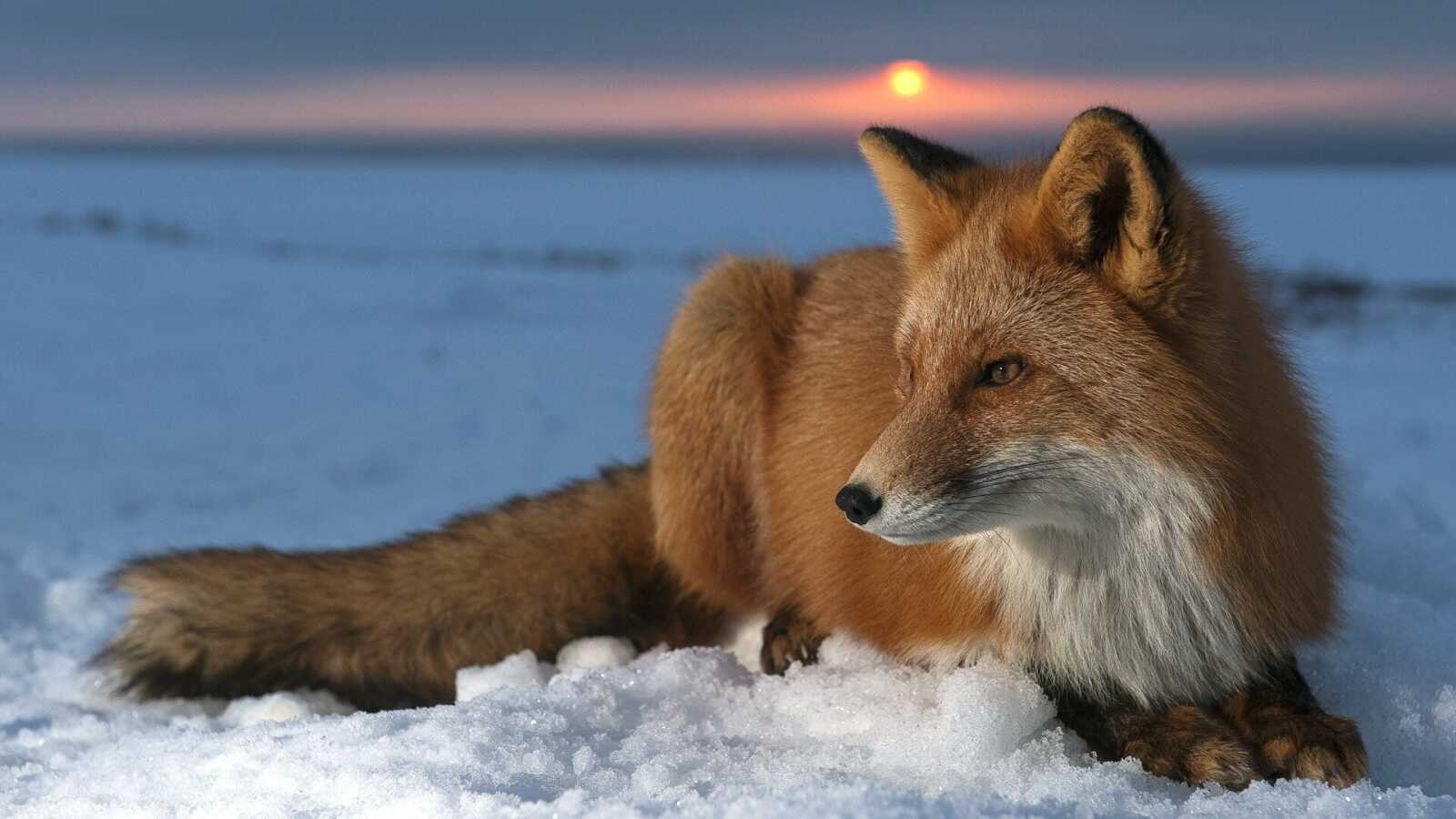Fox Wallpapers (100 images) - WallpaperCat
