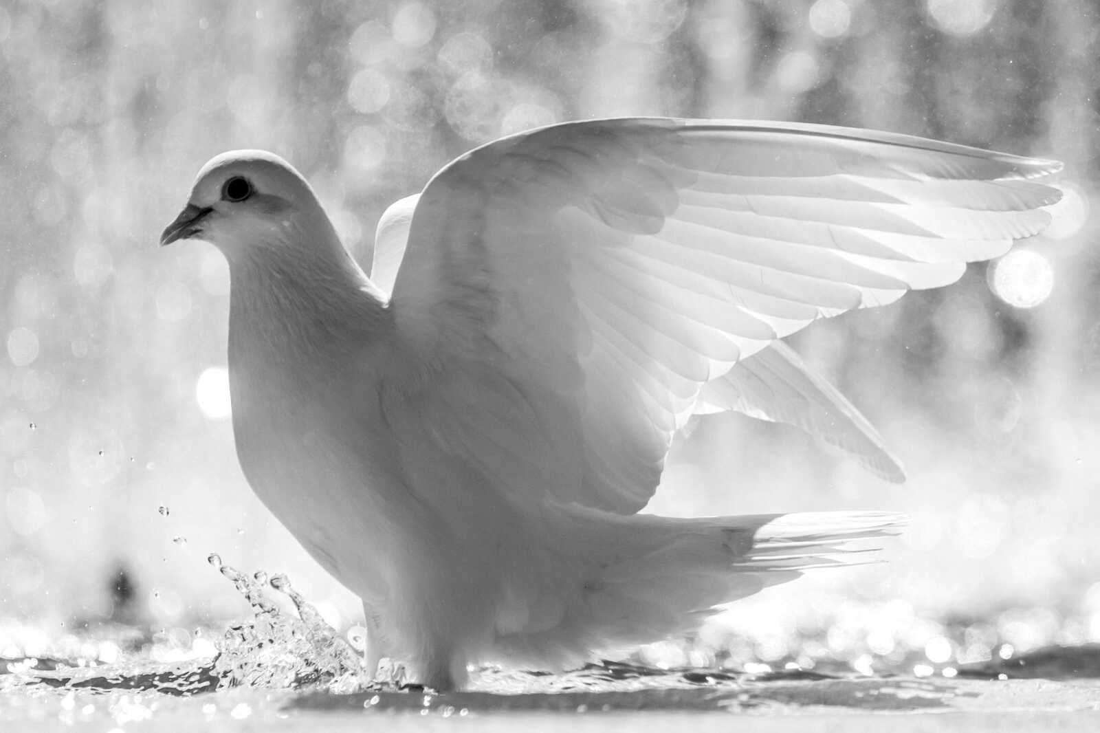 Pigeon Wallpapers (44 images) - WallpaperCat