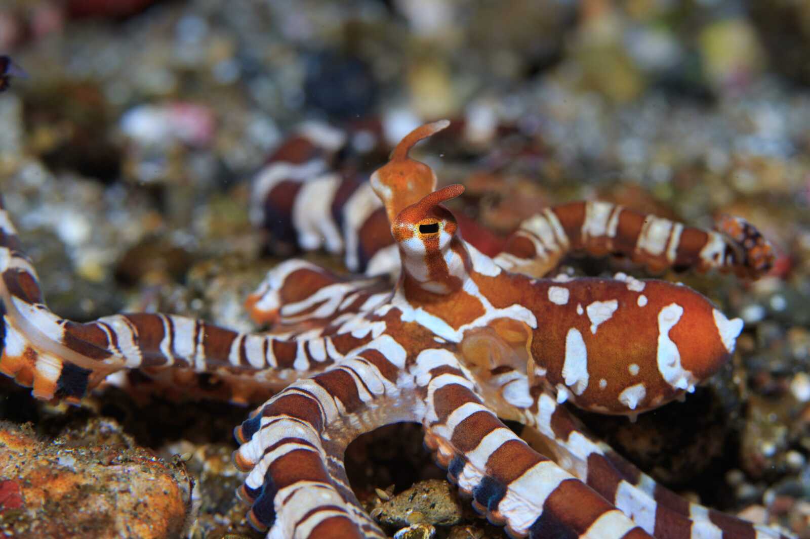 Octopus Wallpapers (24 images) - WallpaperCat