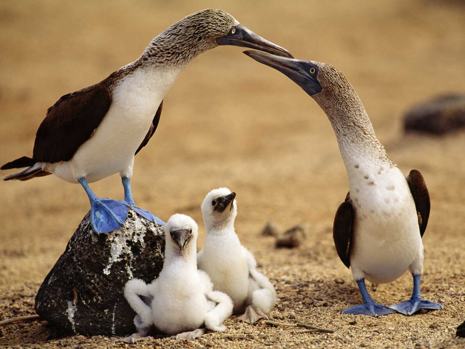 Booby (Bird) Wallpapers (34 images) - WallpaperCat