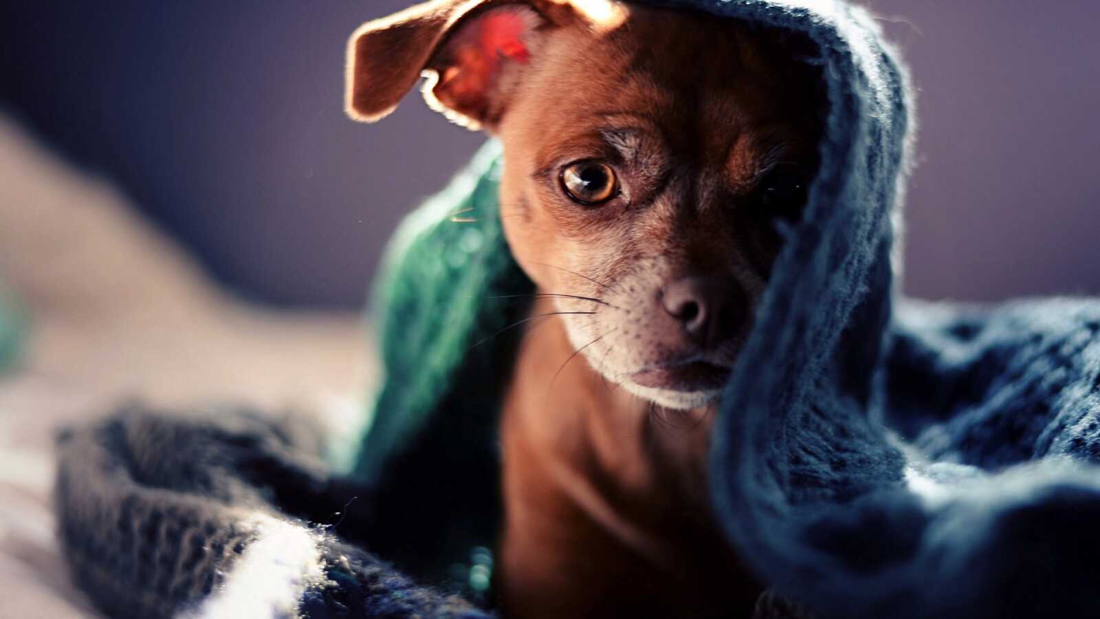 Pets Wallpapers (67 images) - WallpaperCat