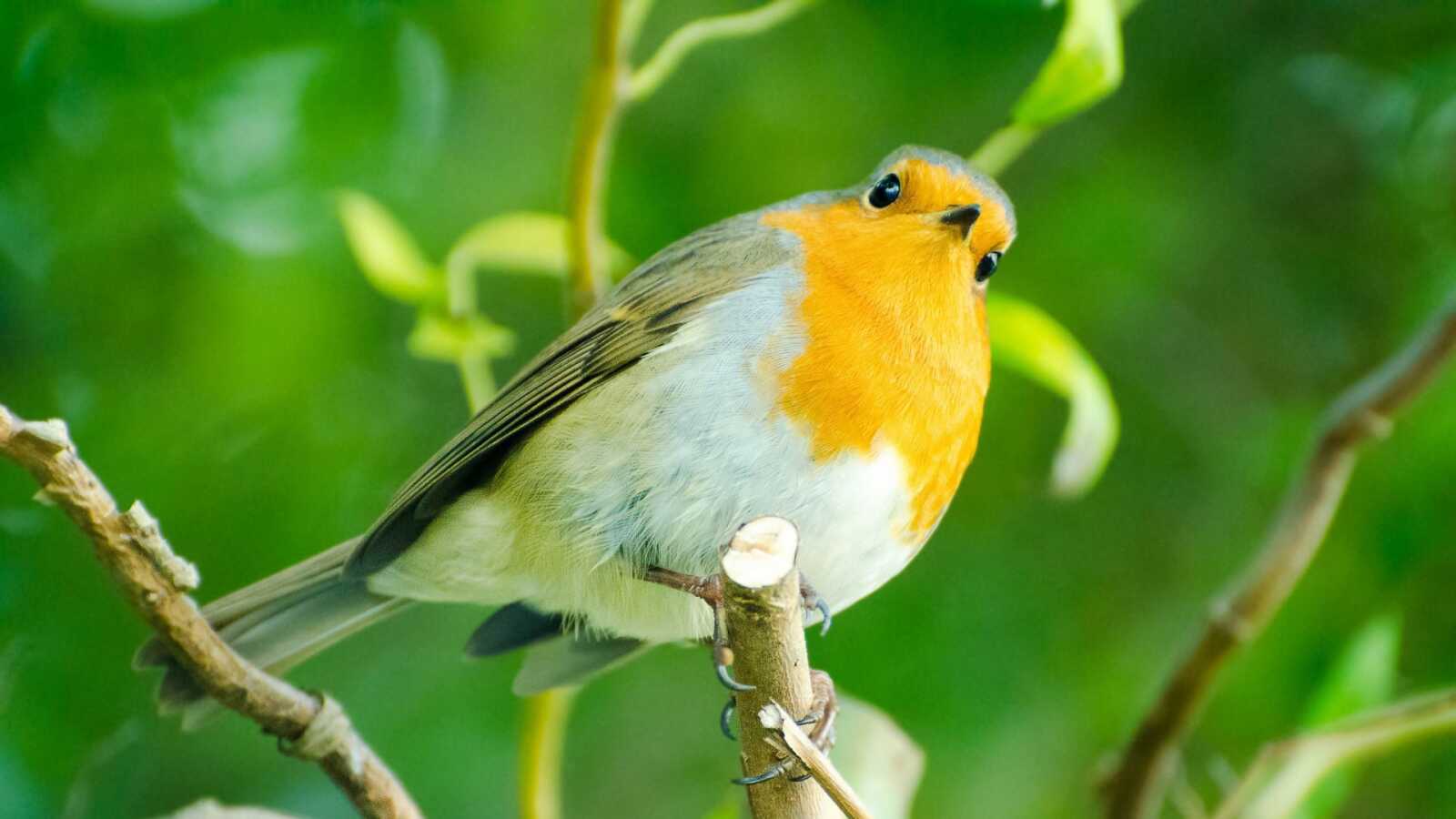 Robin (Bird) Wallpapers (44 images) - WallpaperCat