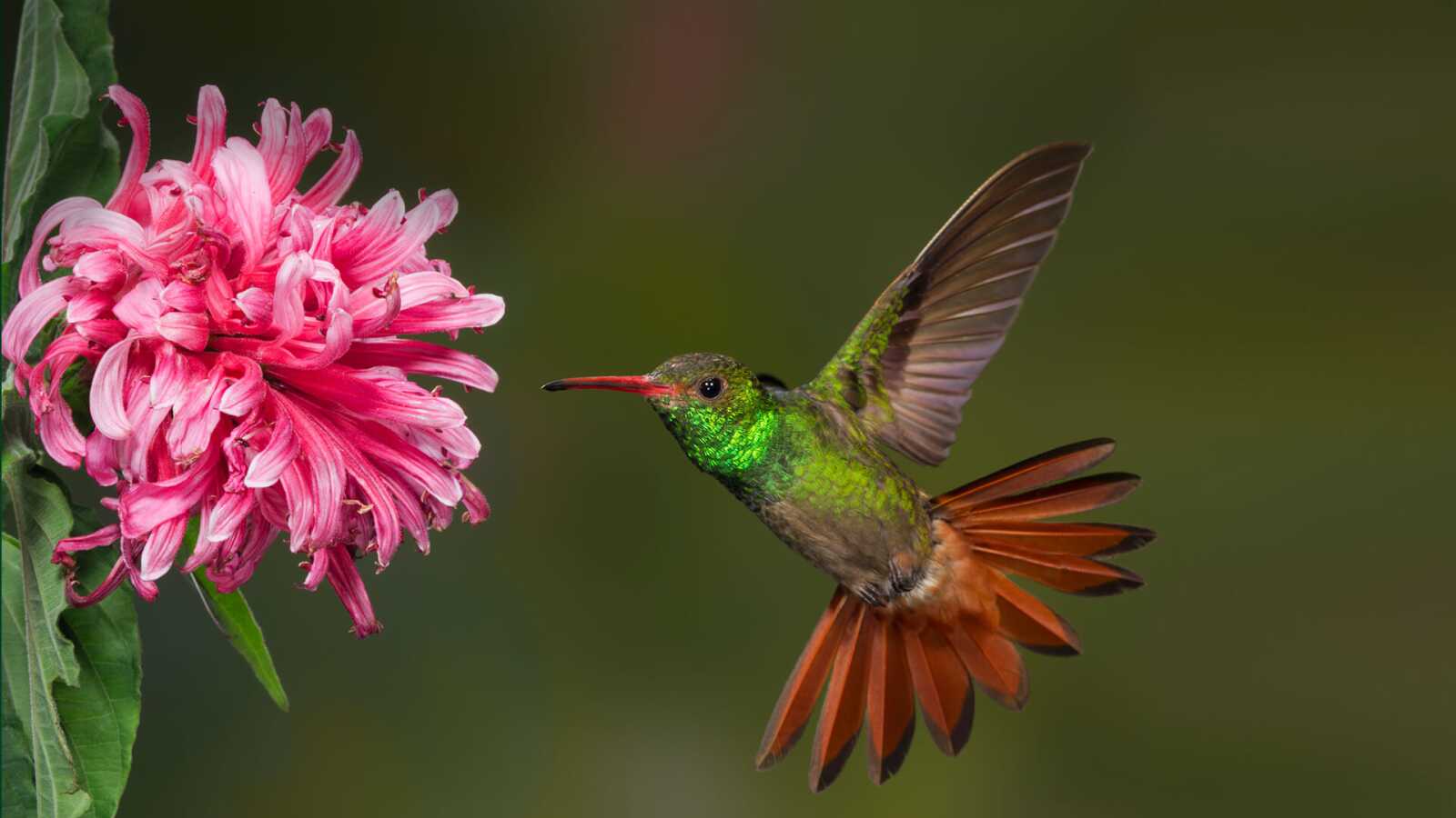 Hummingbird Wallpapers (51 images) - WallpaperCat