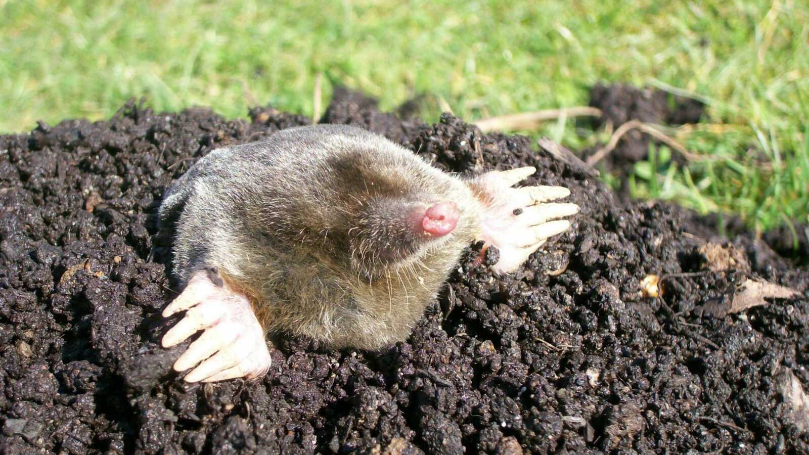 Mole Wallpapers (23 images) - WallpaperCat
