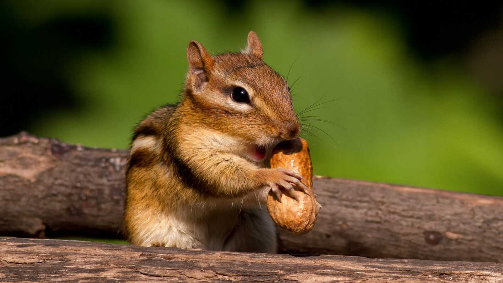 Chipmunk Wallpapers (44 images) - WallpaperCat