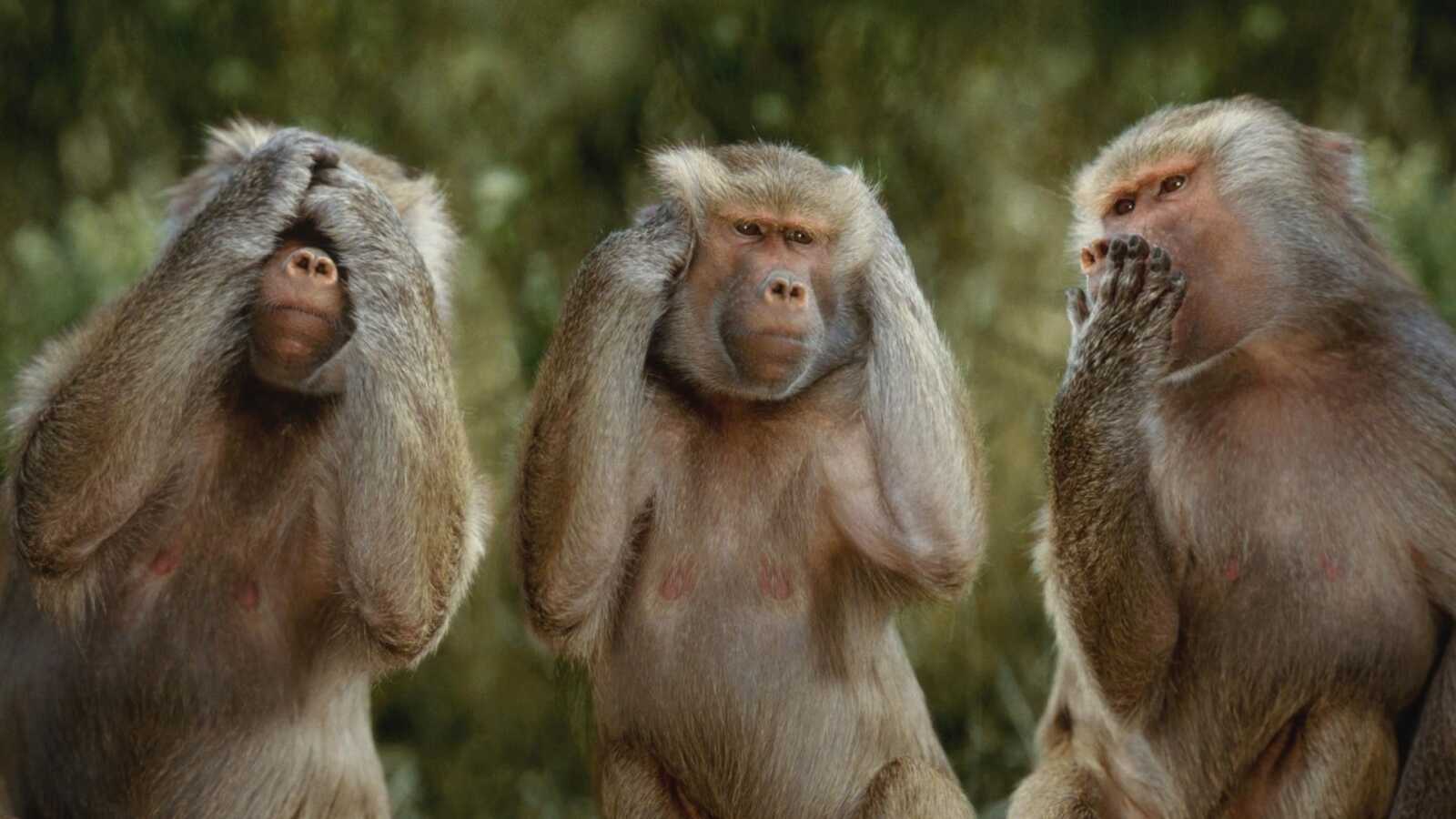 Monkey Wallpapers (60 images) - WallpaperCat