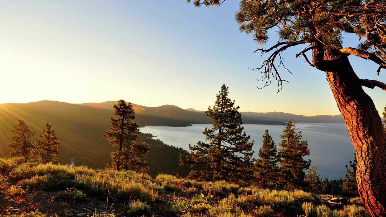 Pine Tree Wallpapers (80 images) - WallpaperCat