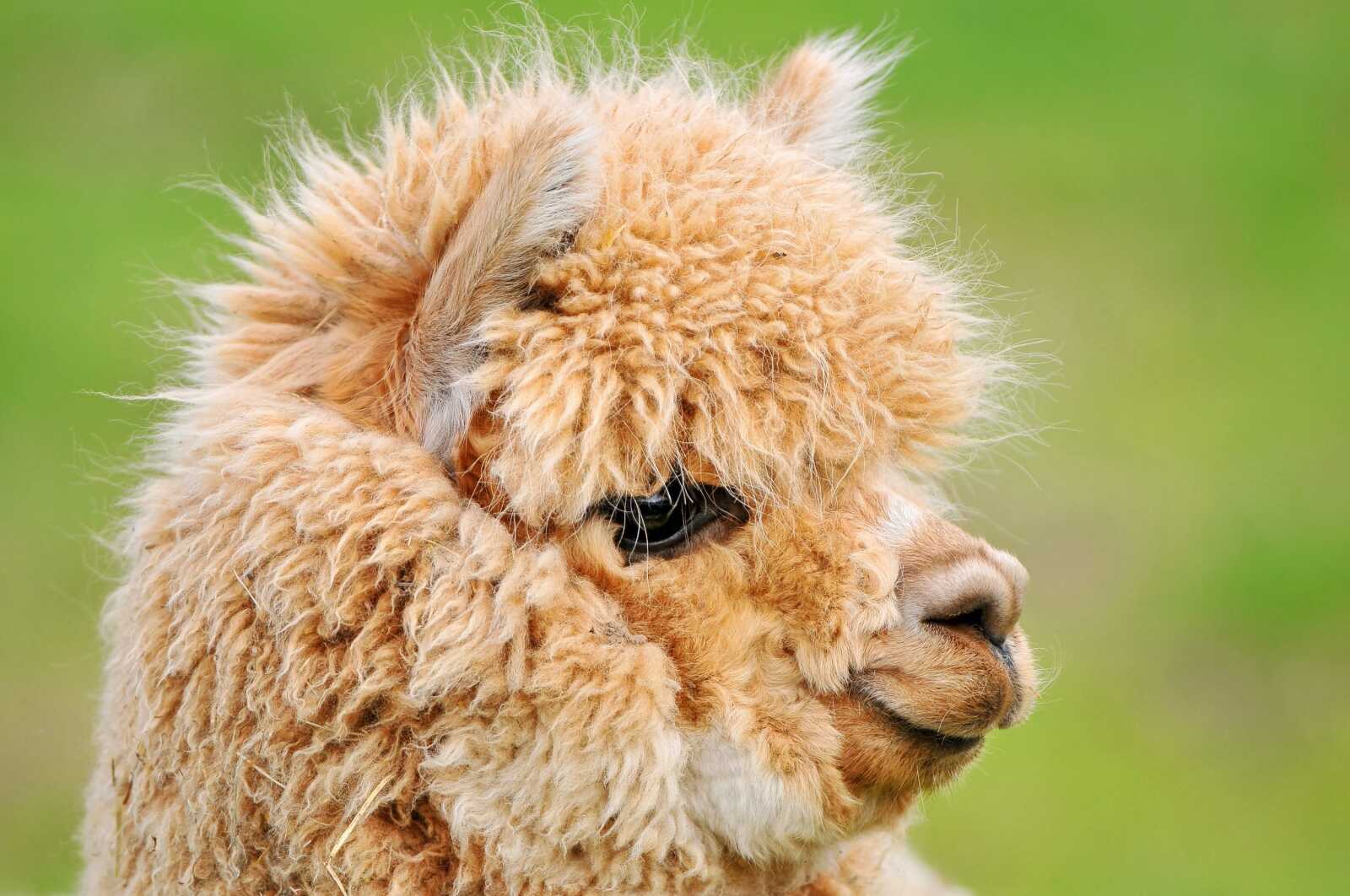 Alpaca Wallpapers (42 images) - WallpaperCat