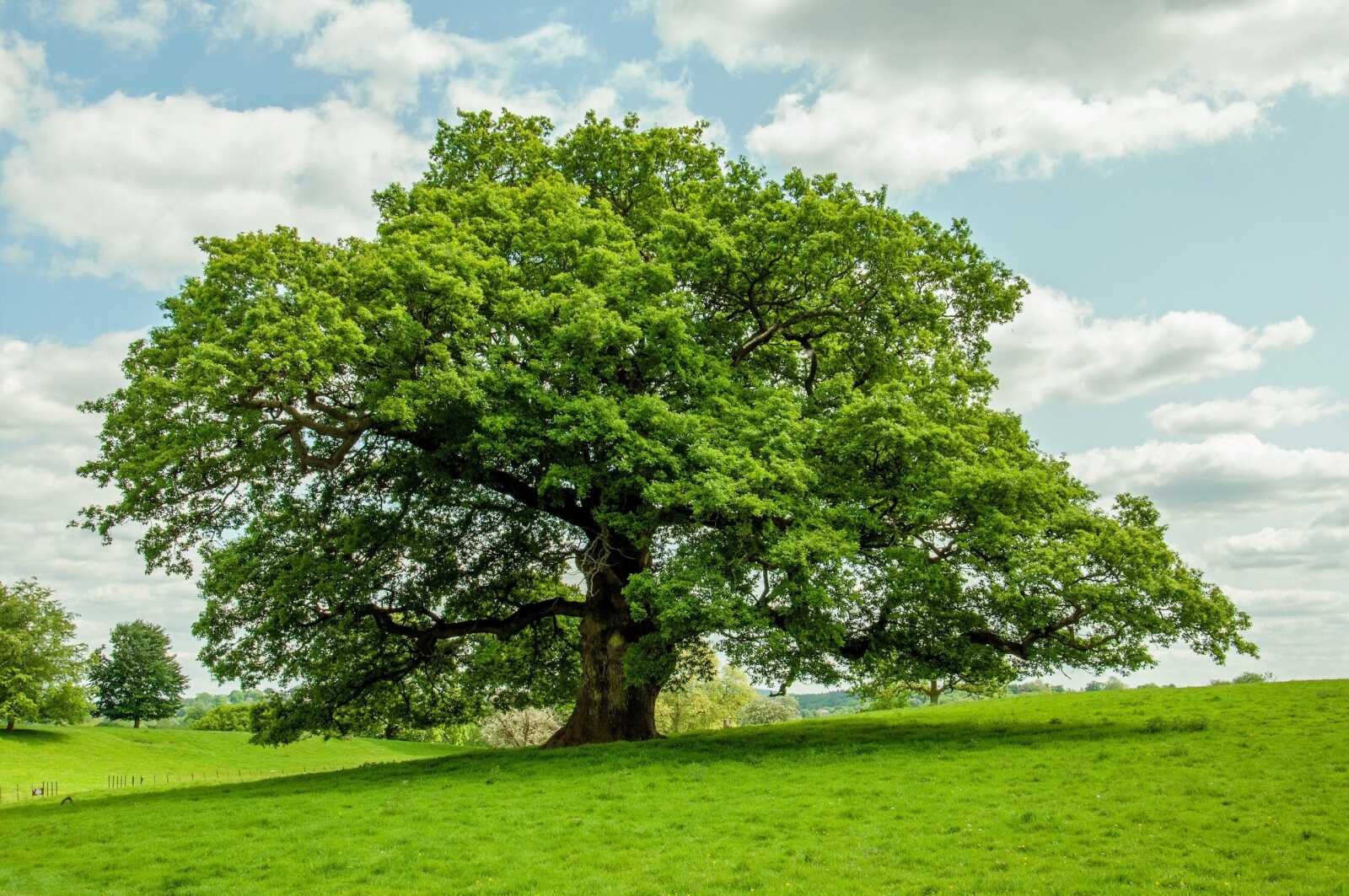 Oak Tree Wallpapers (58 images) - WallpaperCat