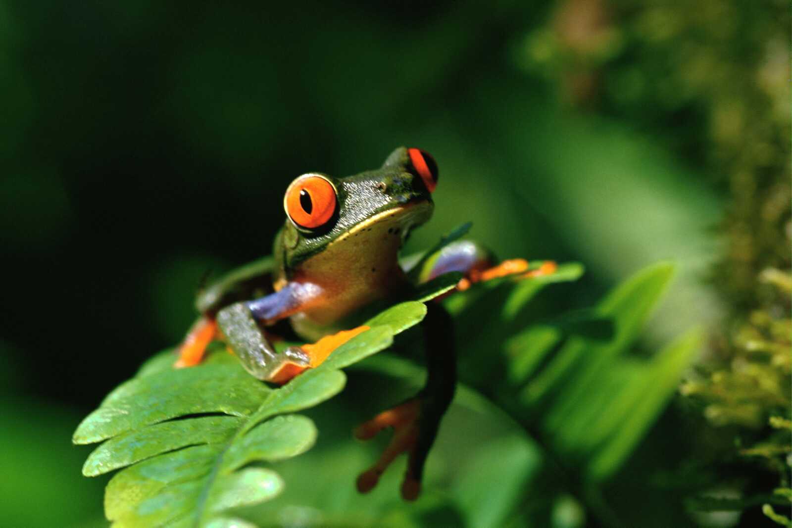 Frog Wallpapers (58 images) - WallpaperCat