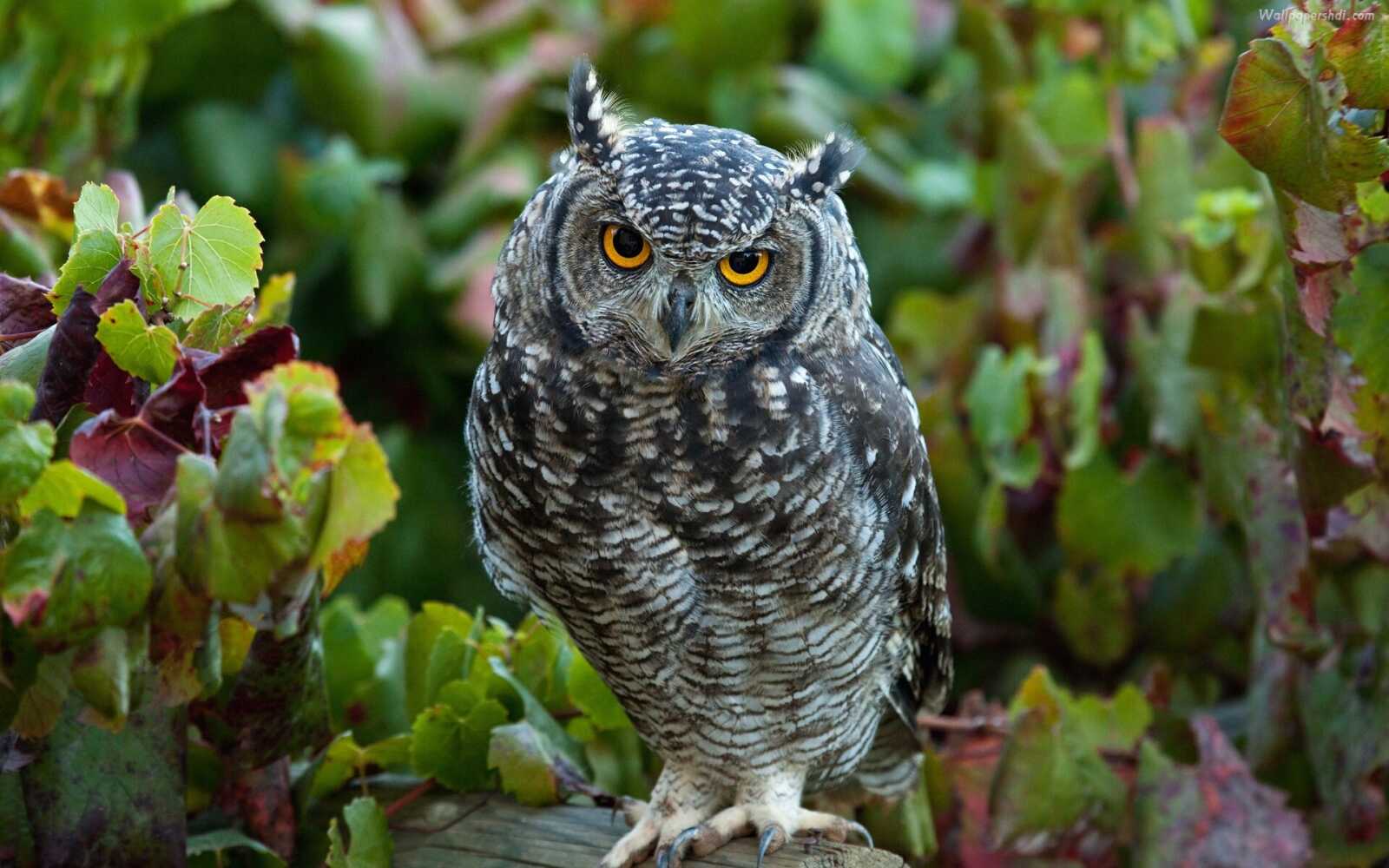 Owl Wallpapers (37 images) - WallpaperCat