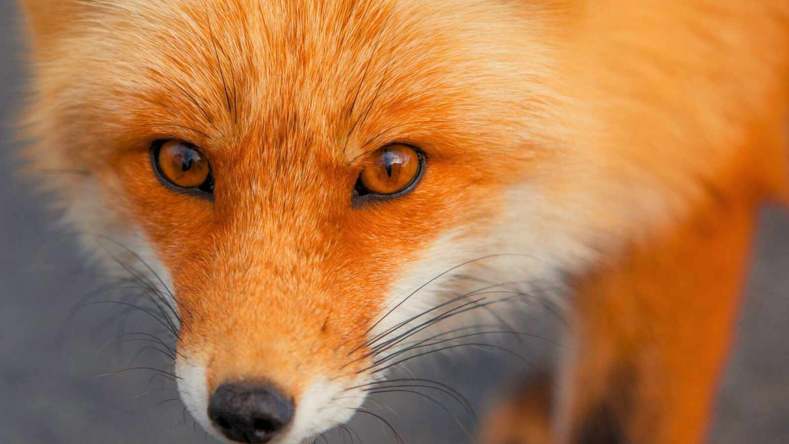 Fox Wallpapers (100 images) - WallpaperCat