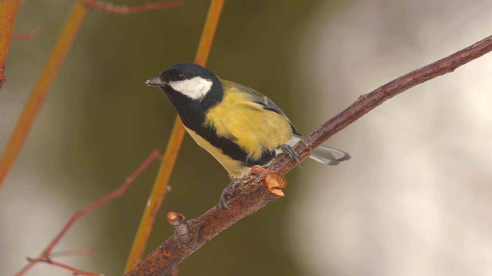 Tit Bird Wallpapers (46 images) - WallpaperCat