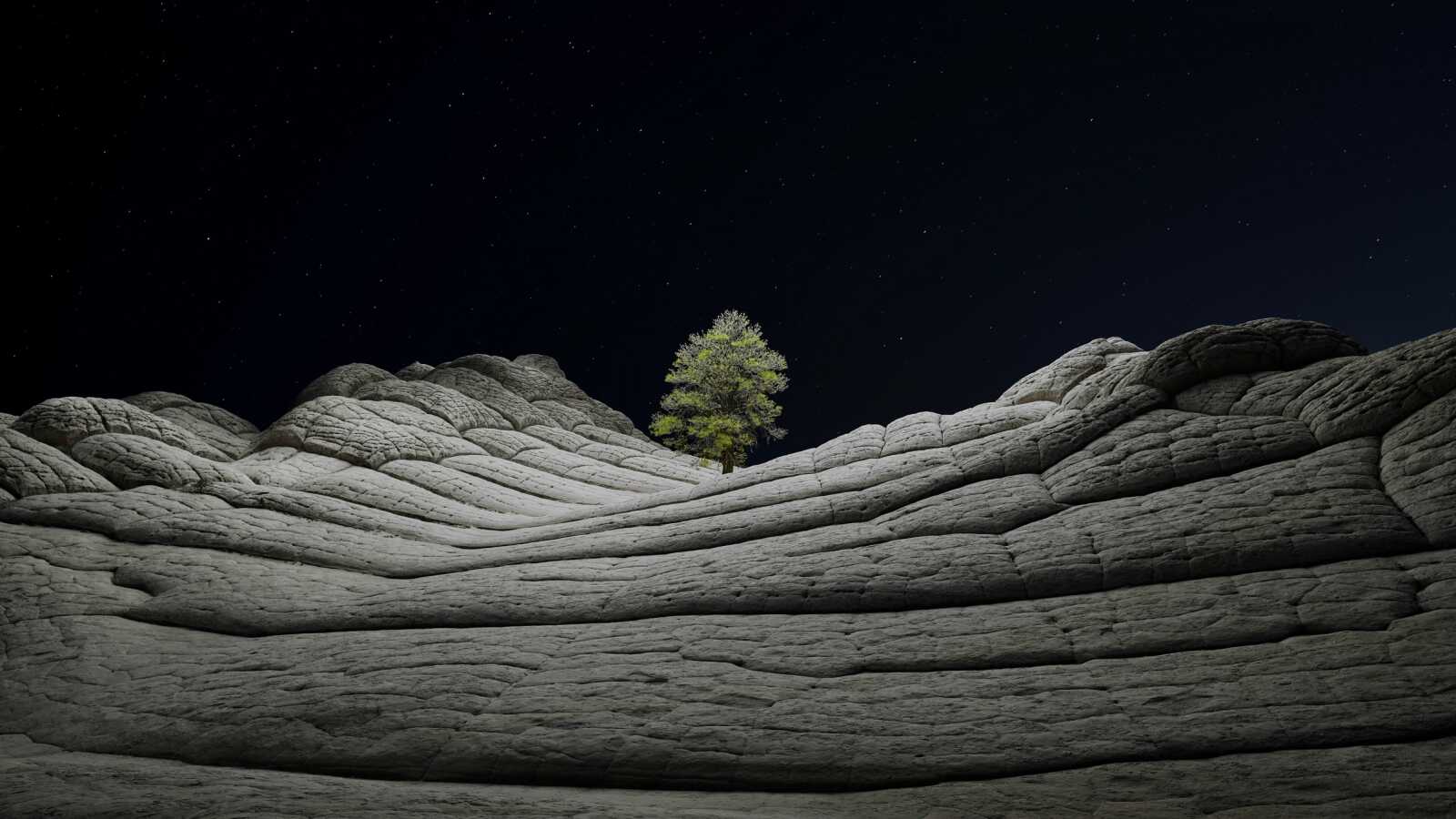 Tree Wallpapers (113 images) - WallpaperCat
