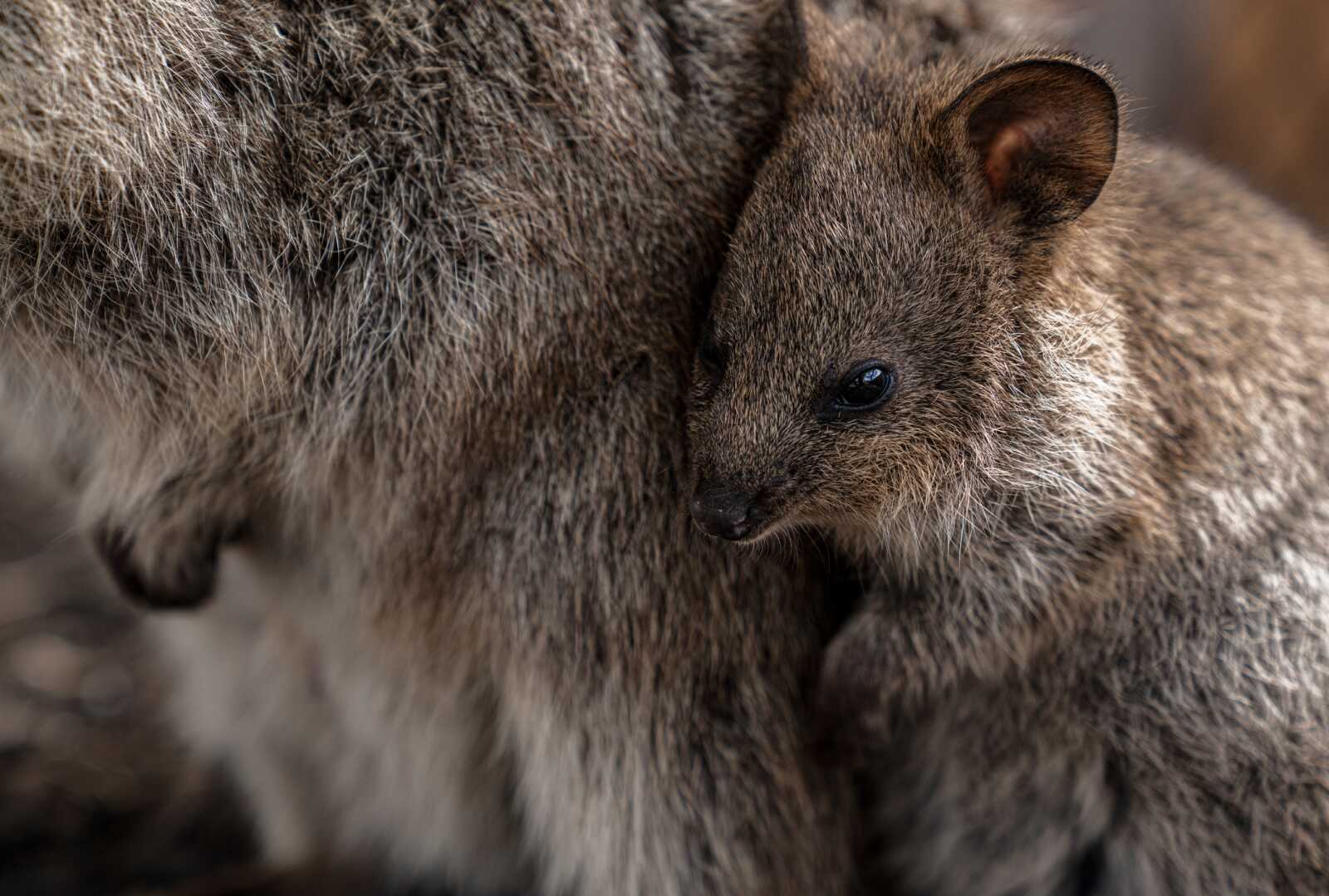 Quokka Wallpapers (29 images) - WallpaperCat