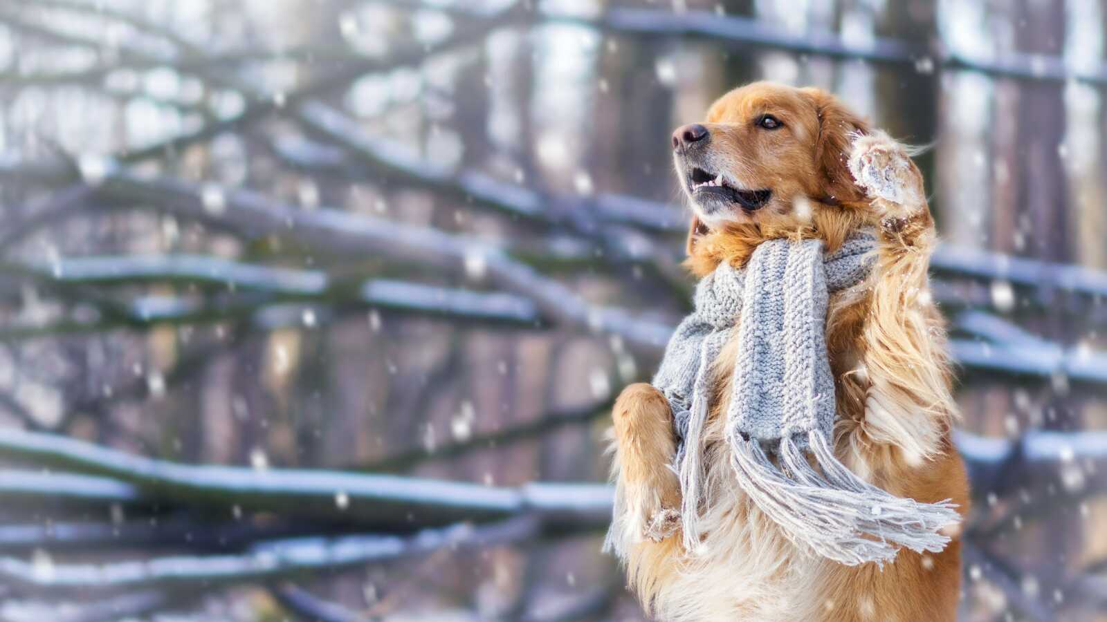 Dog Wallpapers (129 images) - WallpaperCat