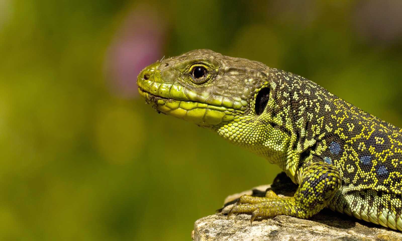 Lizard Wallpapers (56 images) - WallpaperCat