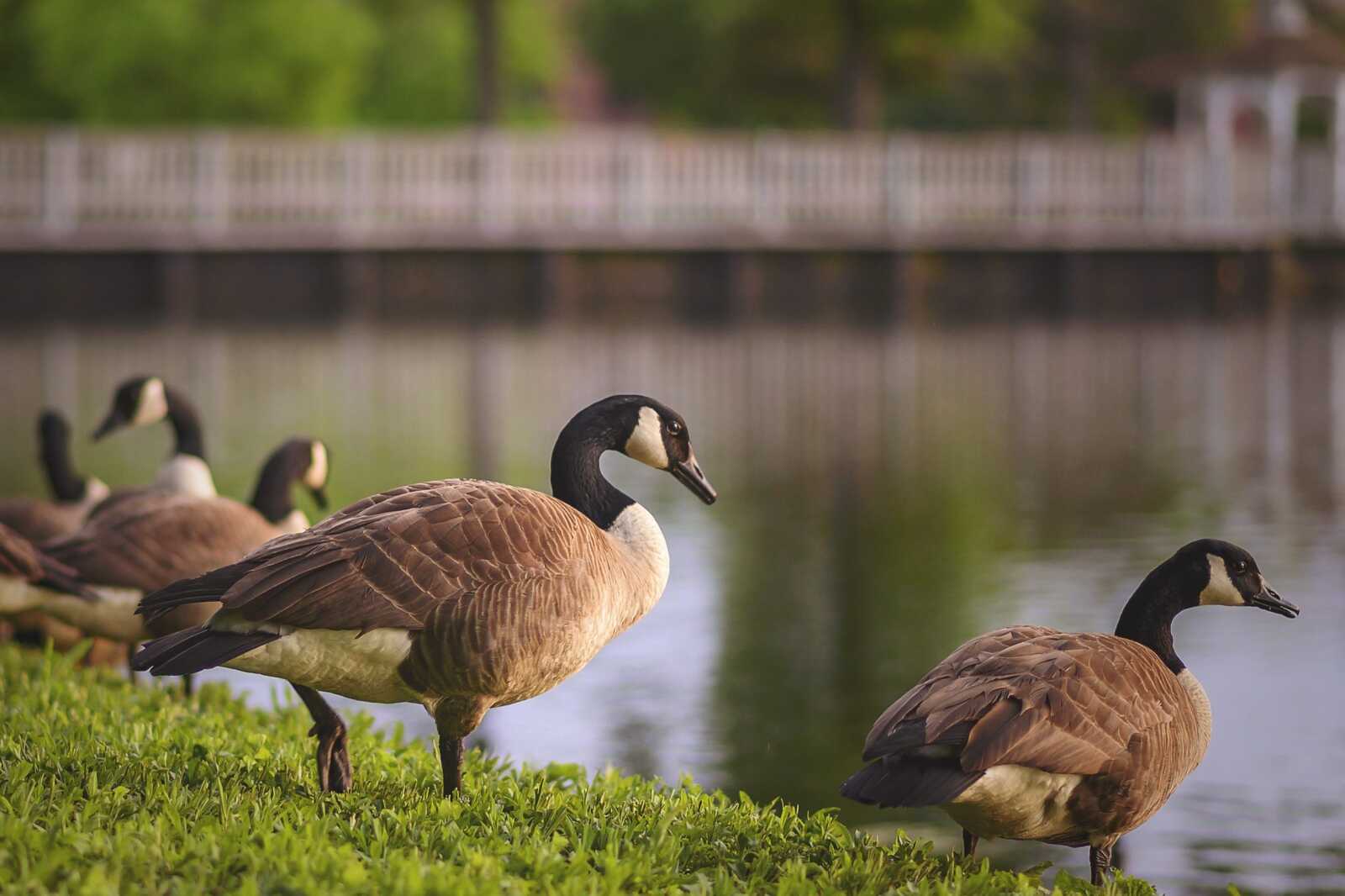 Goose Wallpapers (51 images) - WallpaperCat