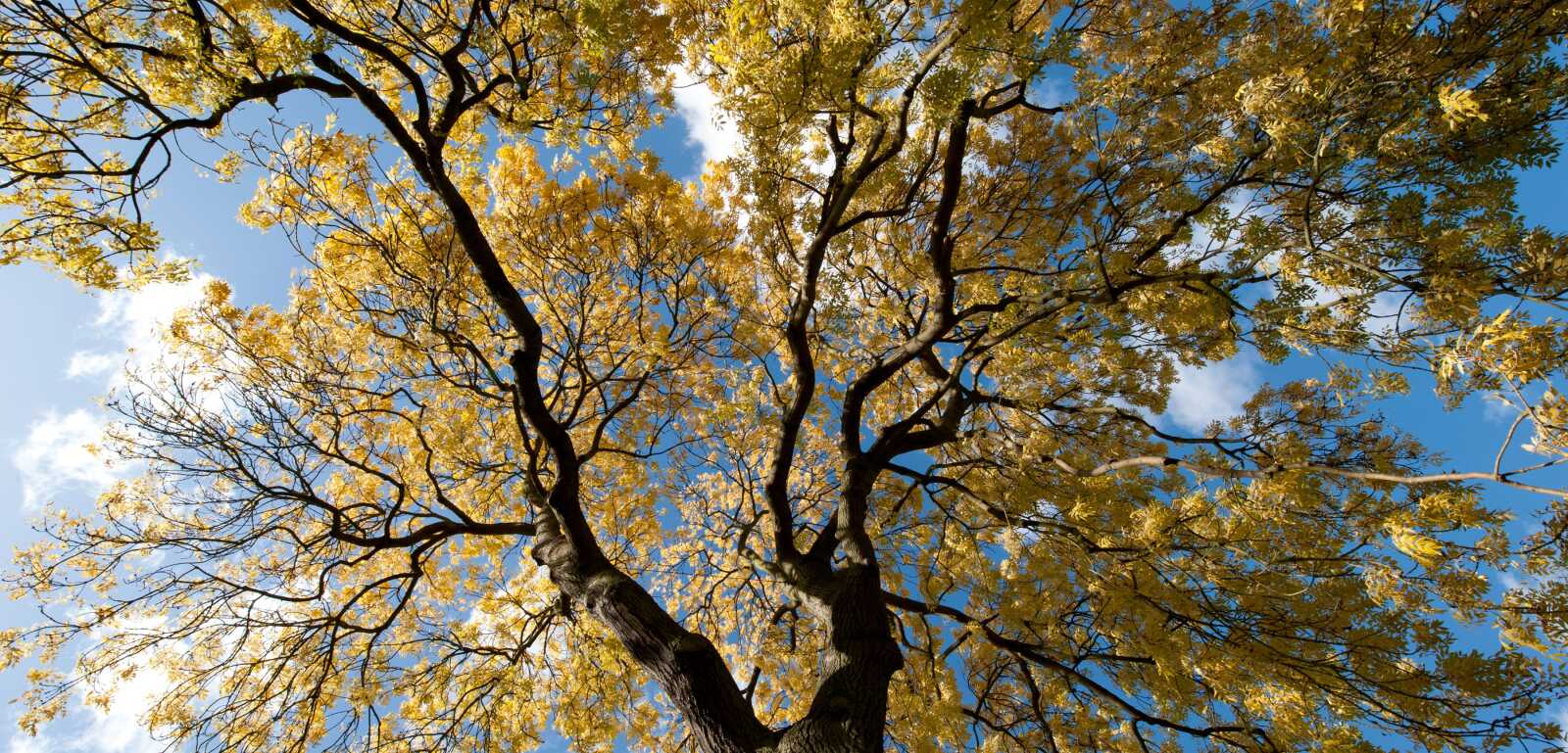 Ash Tree Wallpapers (23 images) - WallpaperCat