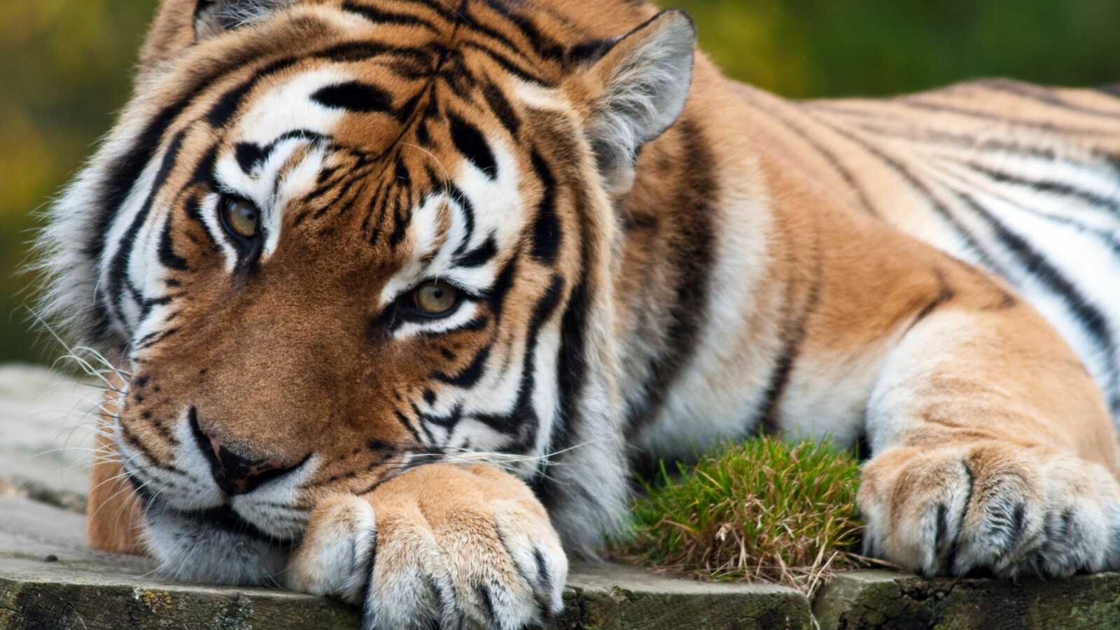Tiger Wallpapers (86 images) - WallpaperCat