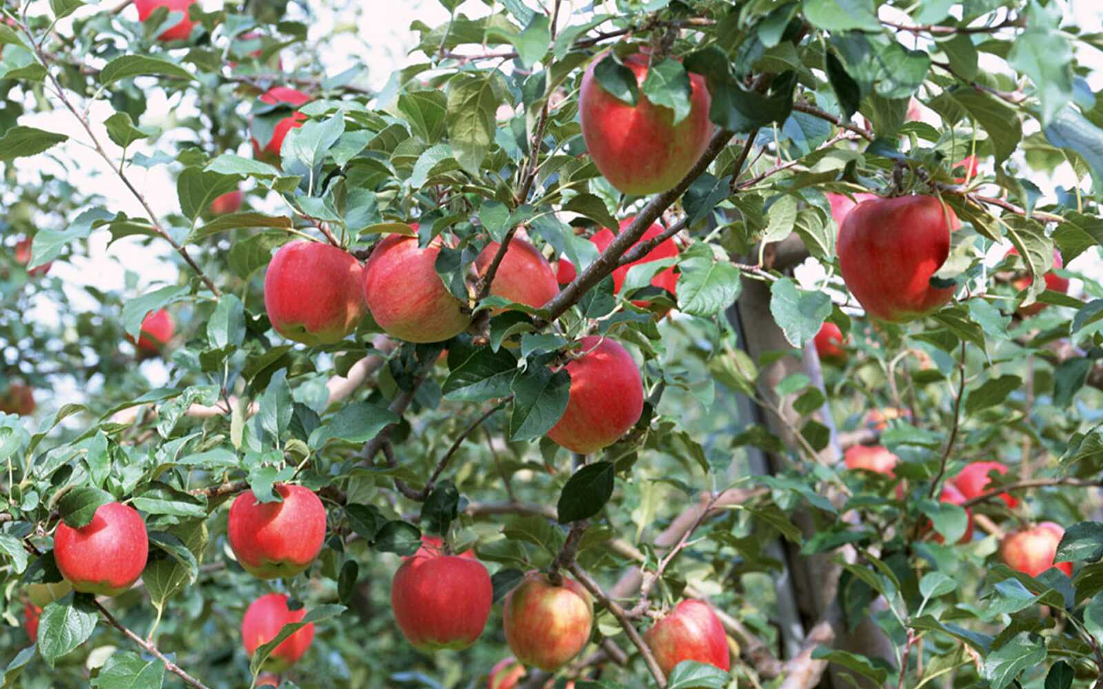 Apple Tree Wallpapers (70 images) - WallpaperCat