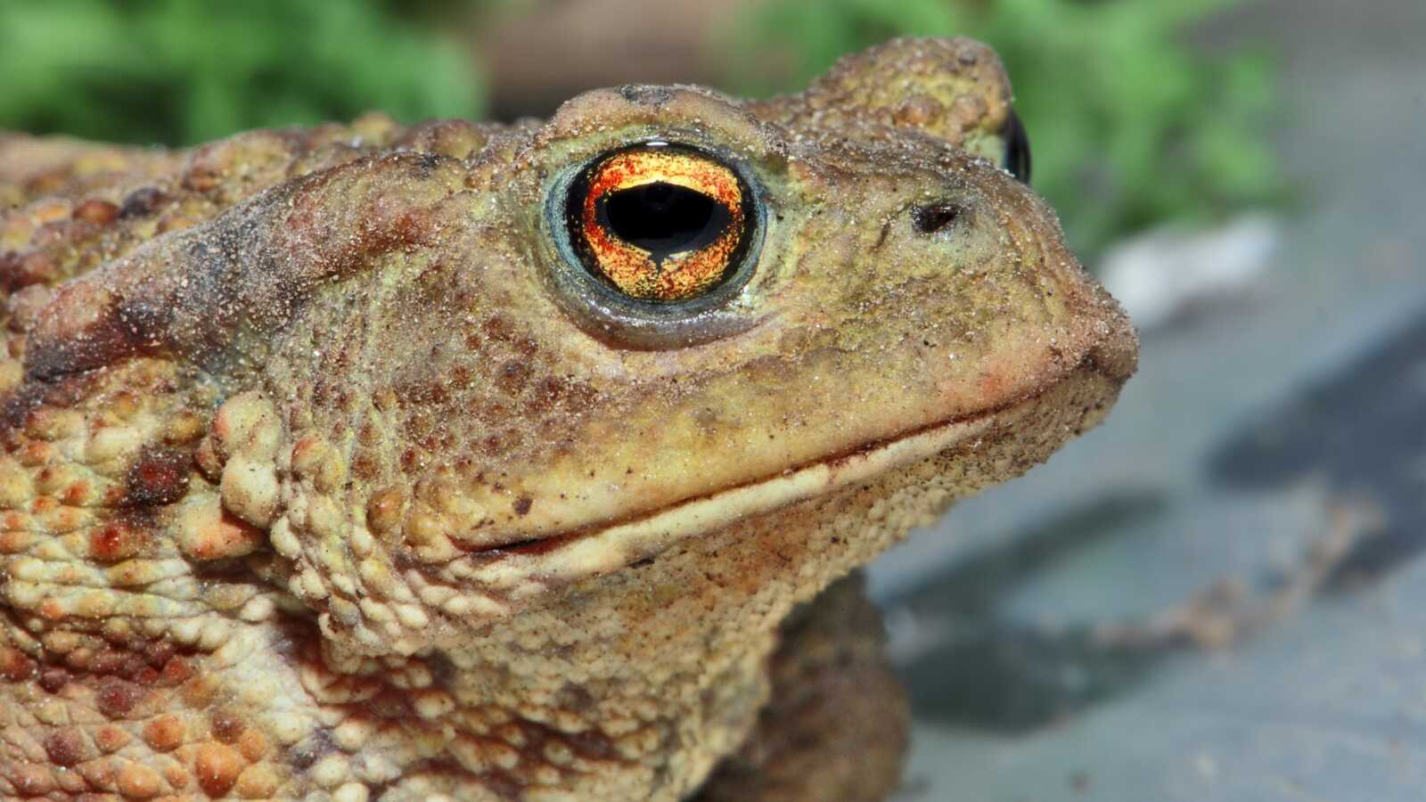 Toad Wallpapers (29 images) - WallpaperCat