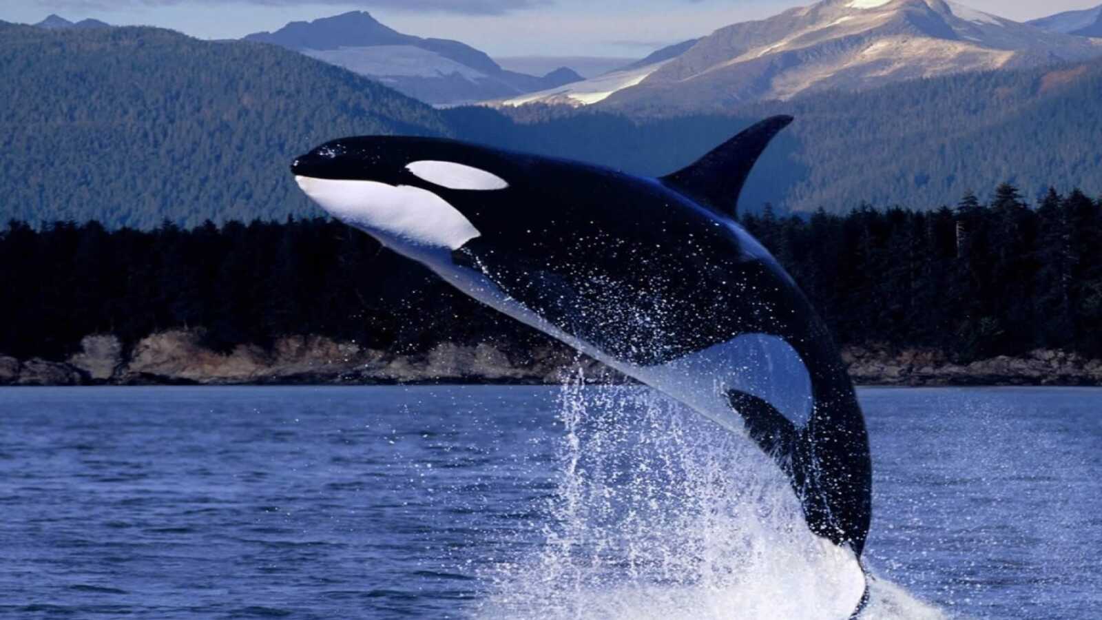 Free Willy Wallpapers (23 images) - WallpaperCat