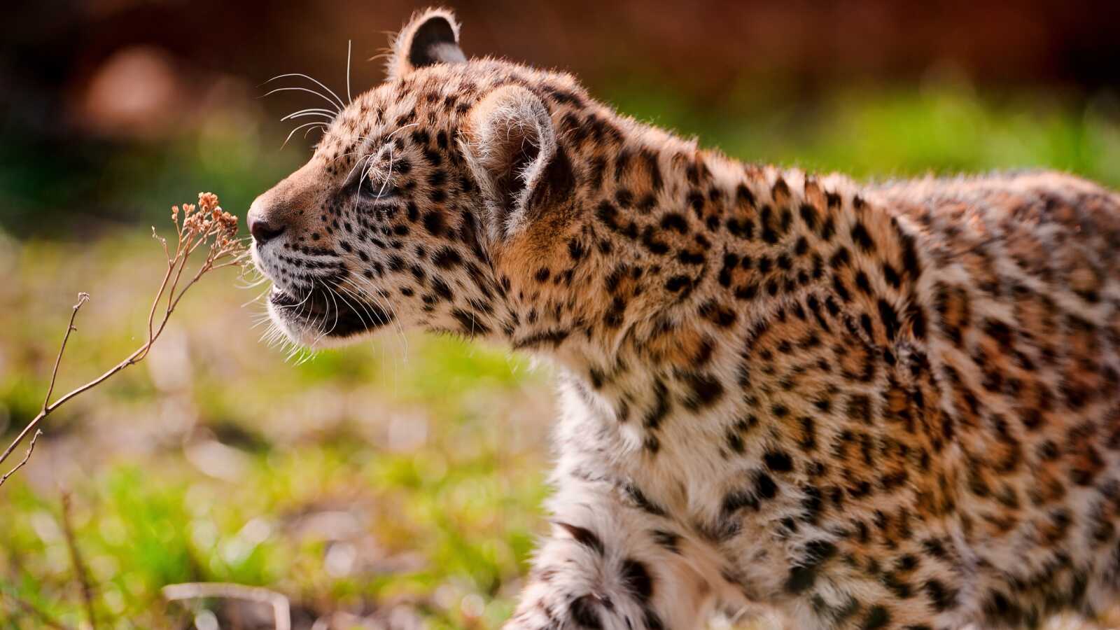 Leopard Wallpapers (44 images) - WallpaperCat