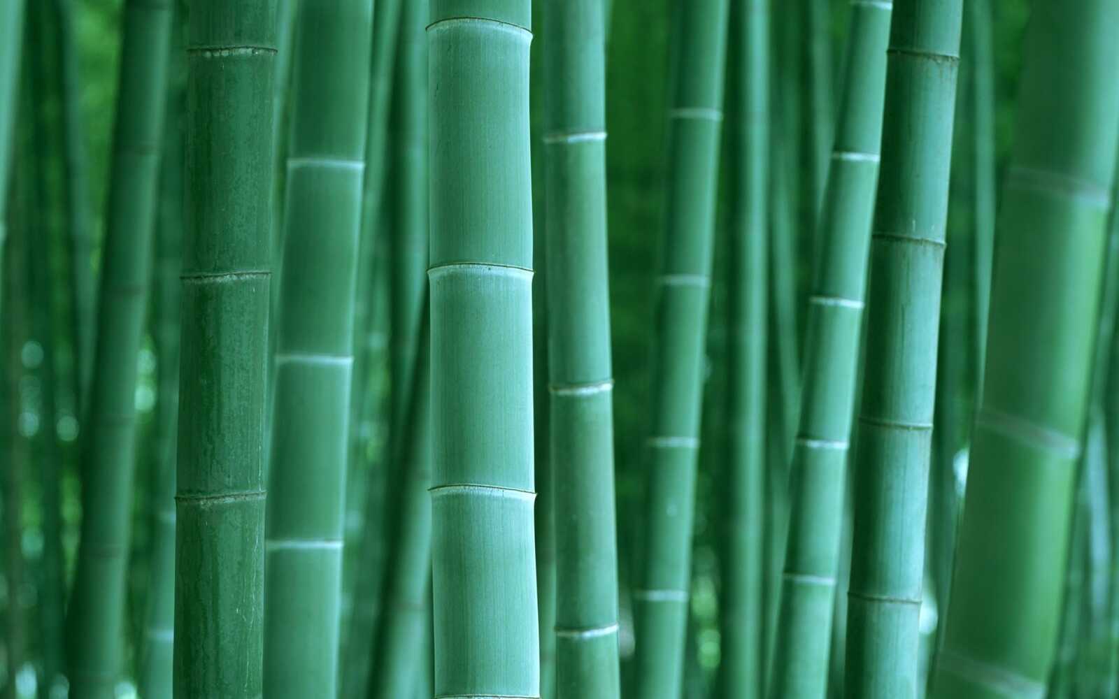 Bamboo Wallpapers (59 images) - WallpaperCat