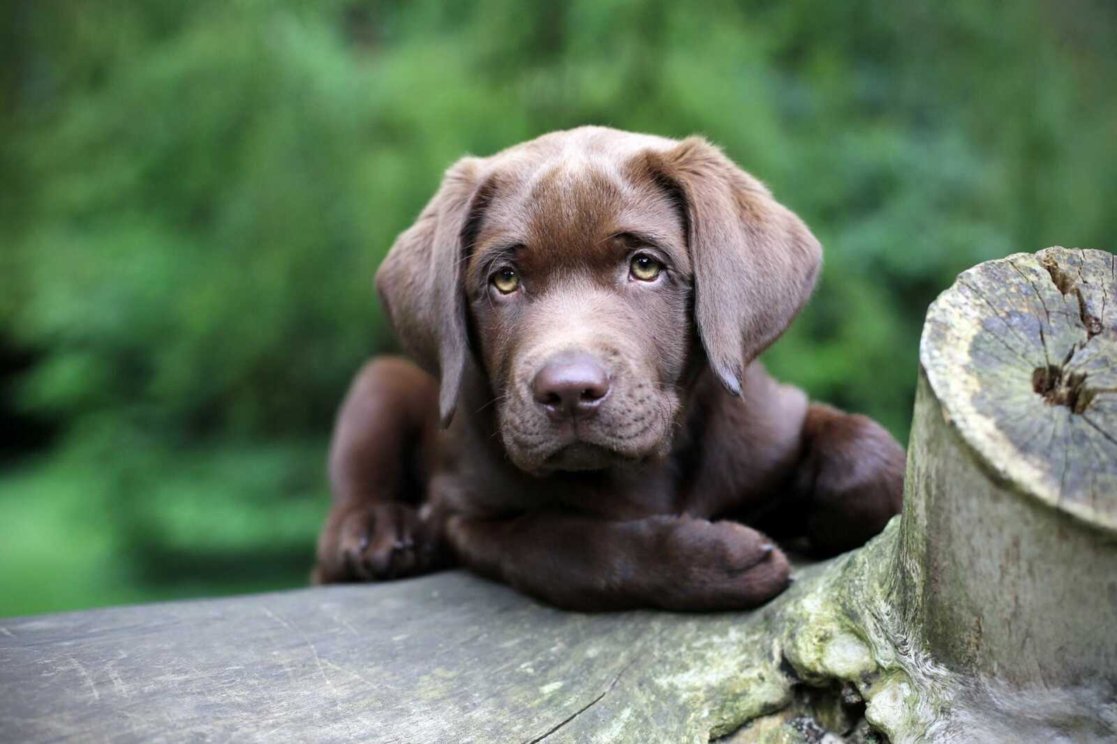 Labrador Wallpapers (42 images) - WallpaperCat