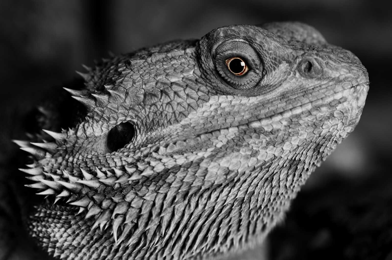 Lizard Wallpapers (56 images) - WallpaperCat