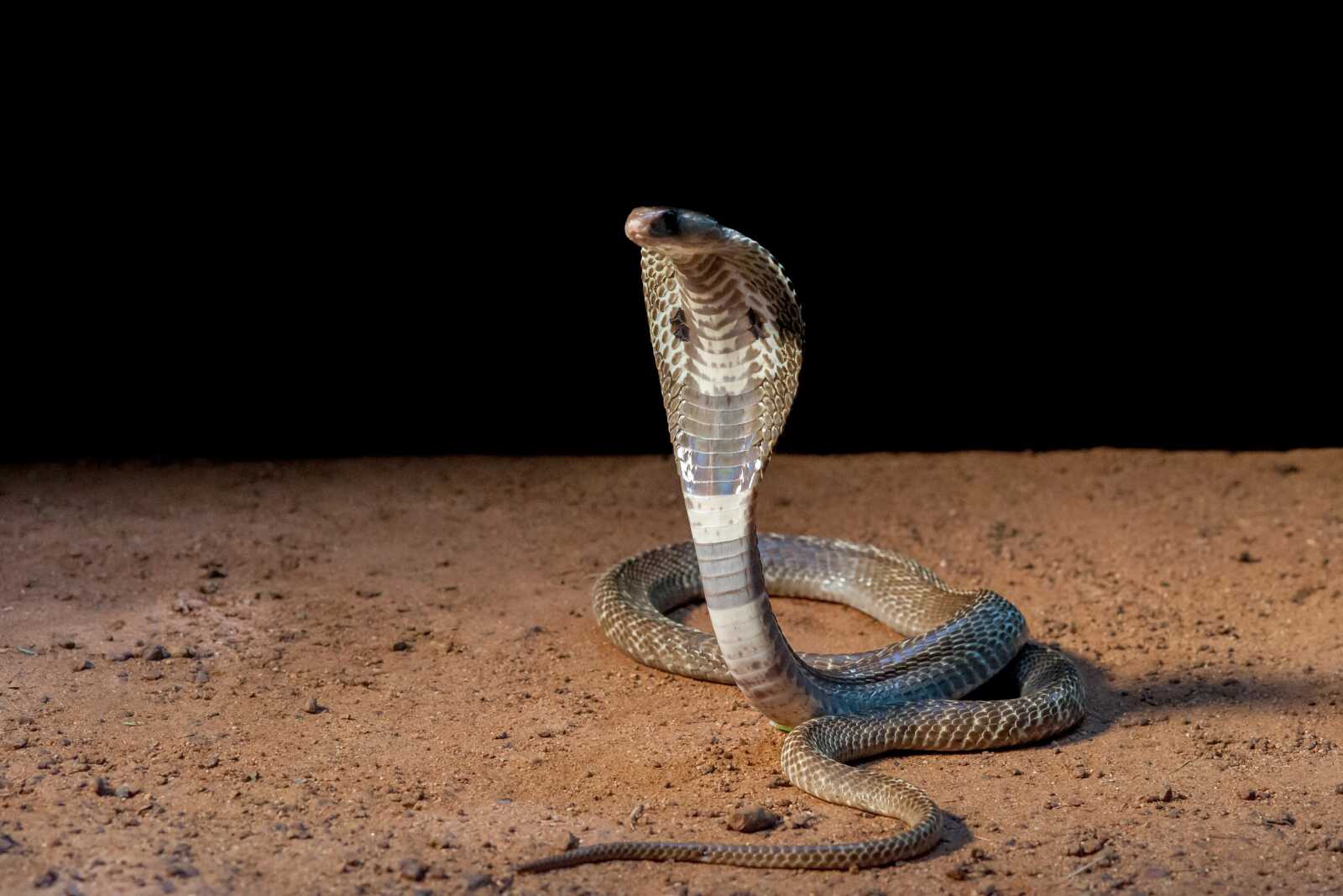King Cobra Wallpapers (30 images) - WallpaperCat