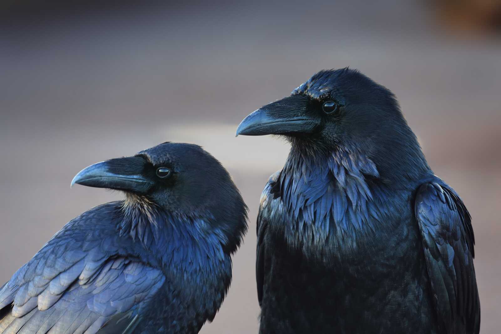 Crow Wallpapers (39 images) - WallpaperCat