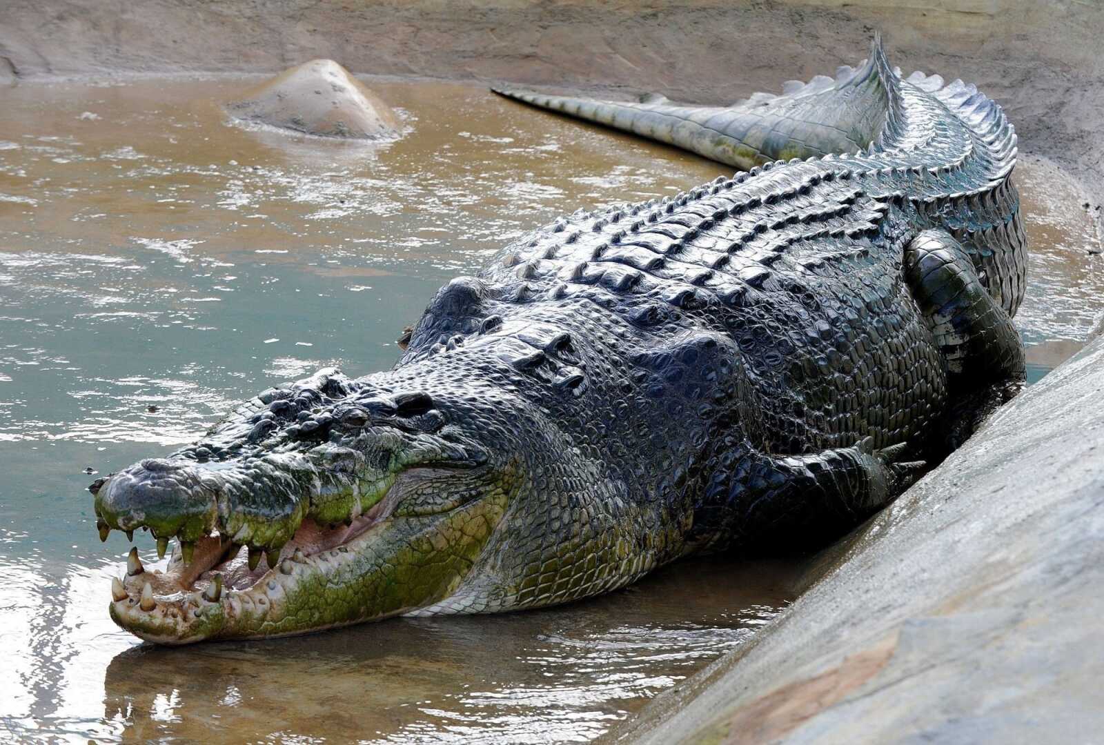 Crocodile Wallpapers (44 images) - WallpaperCat