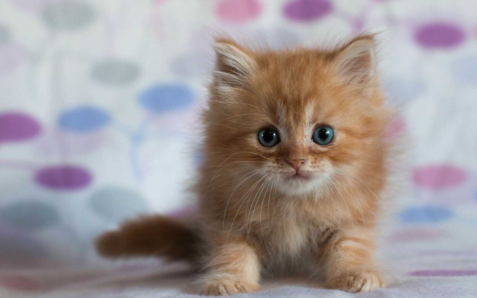 Kitten Wallpapers (115 images) - WallpaperCat